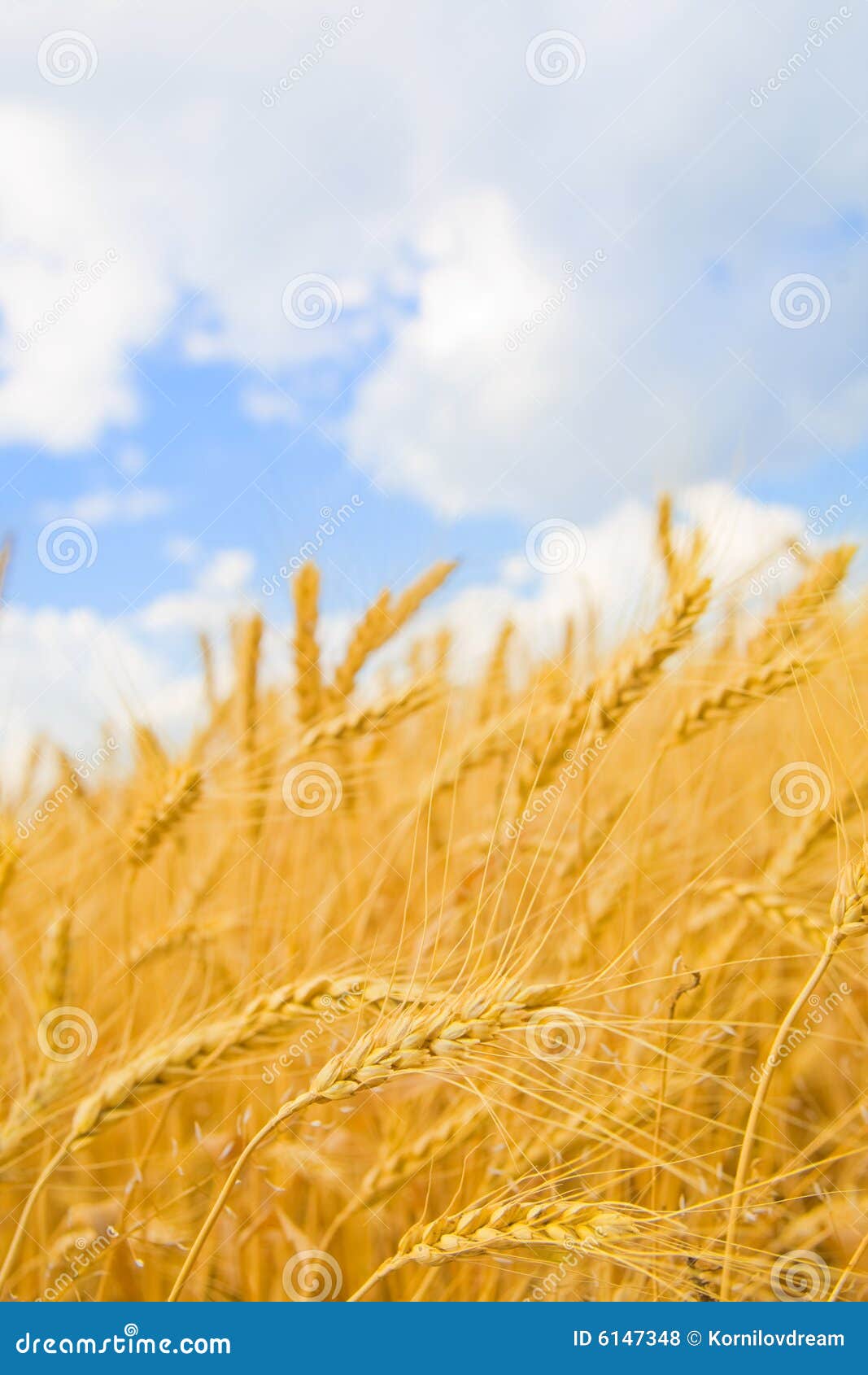 Background with Golden Wheat and Blue Clouded Sky Stock Photo - Image ...