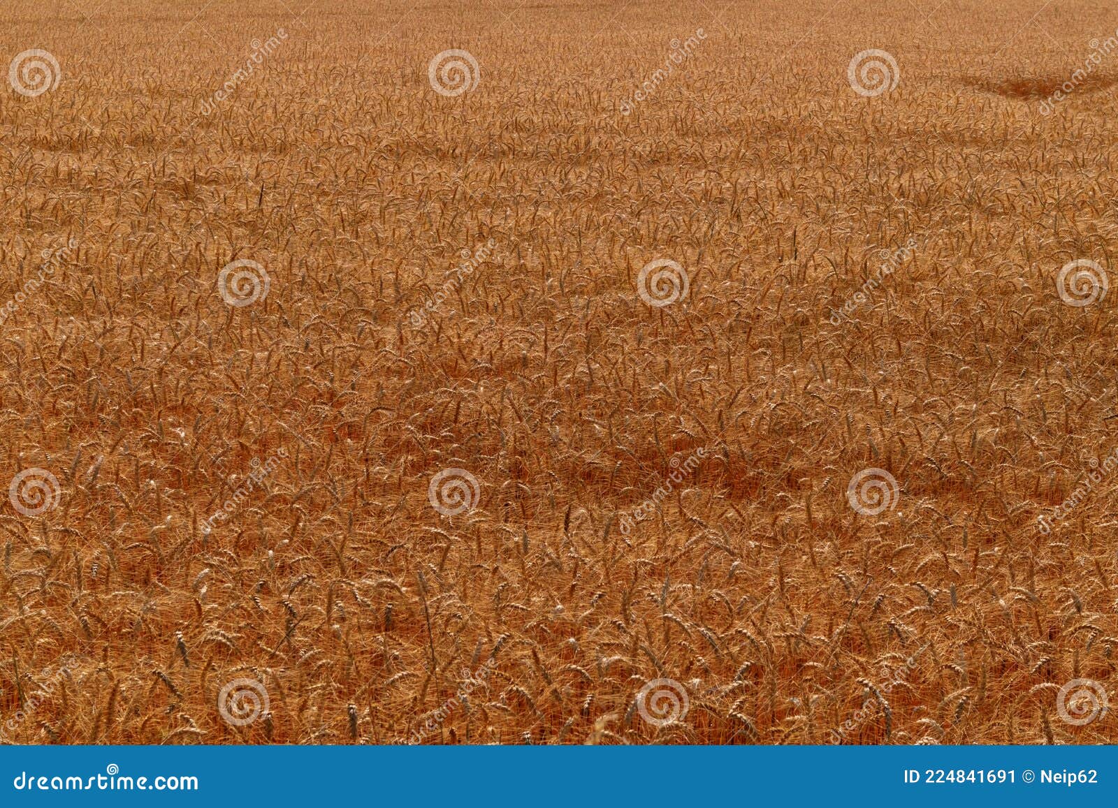 Background of Golden Wheat Texture. Soft Focus Stock Image - Image of ...