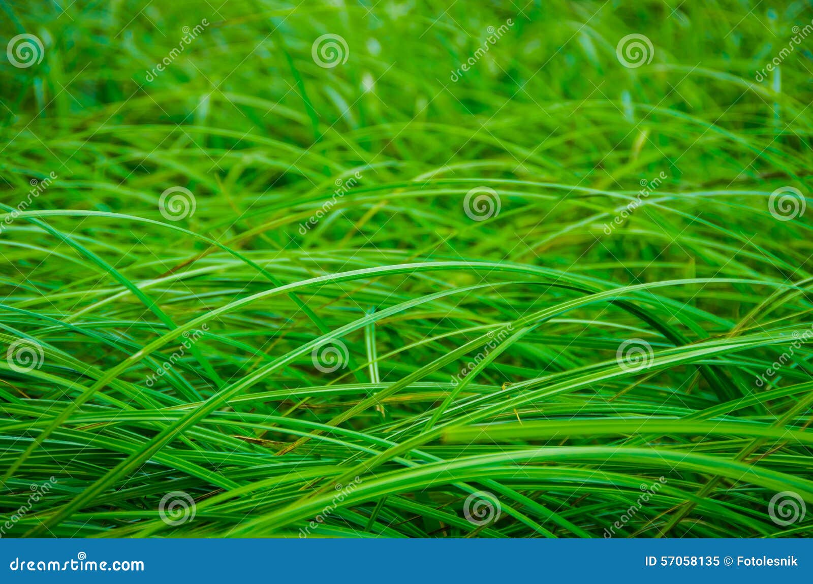 Background Good Forest Green Sedge Stock Image - Image of growth ...