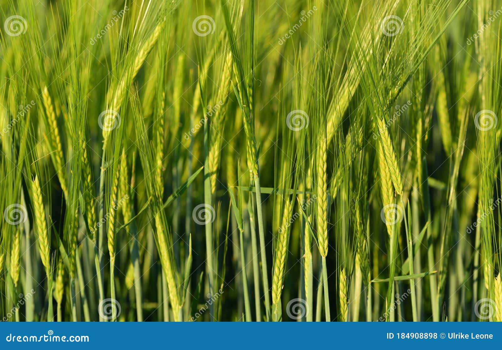 Background with a Grain Field with Green Stock Photo - Image of food ...