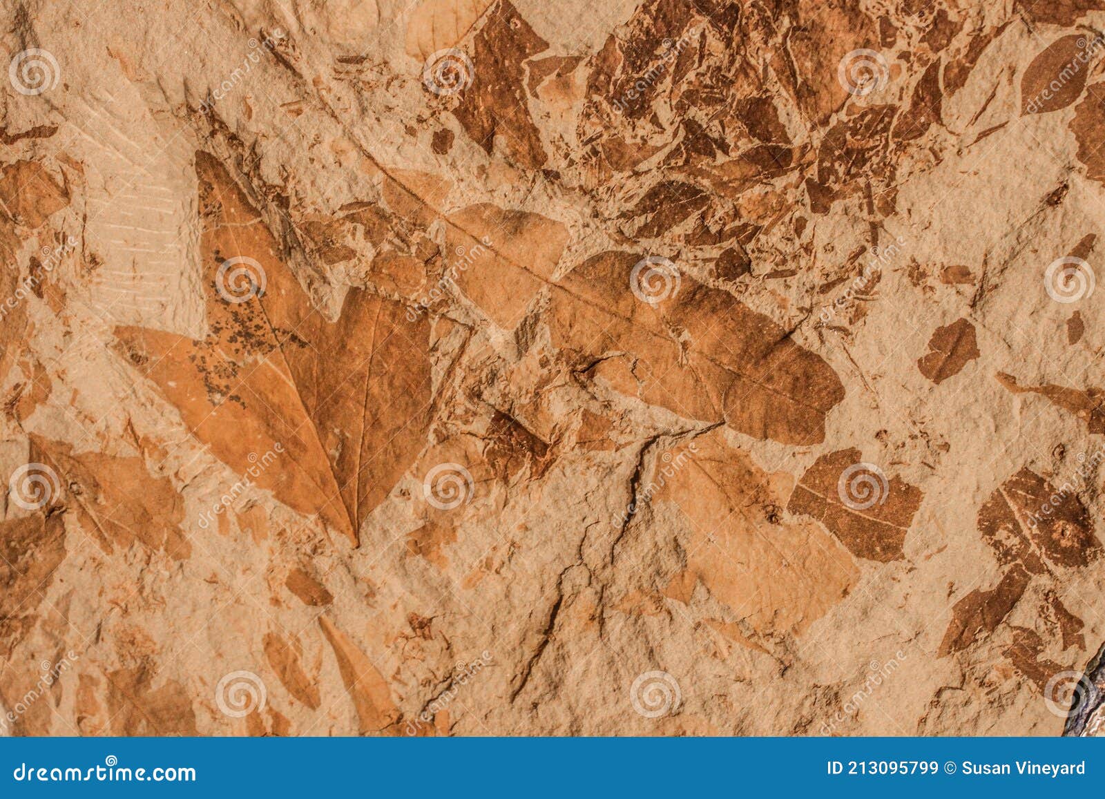 Background of Grainy Sandstone Rock with Leaf Fossils Scattered Over it ...