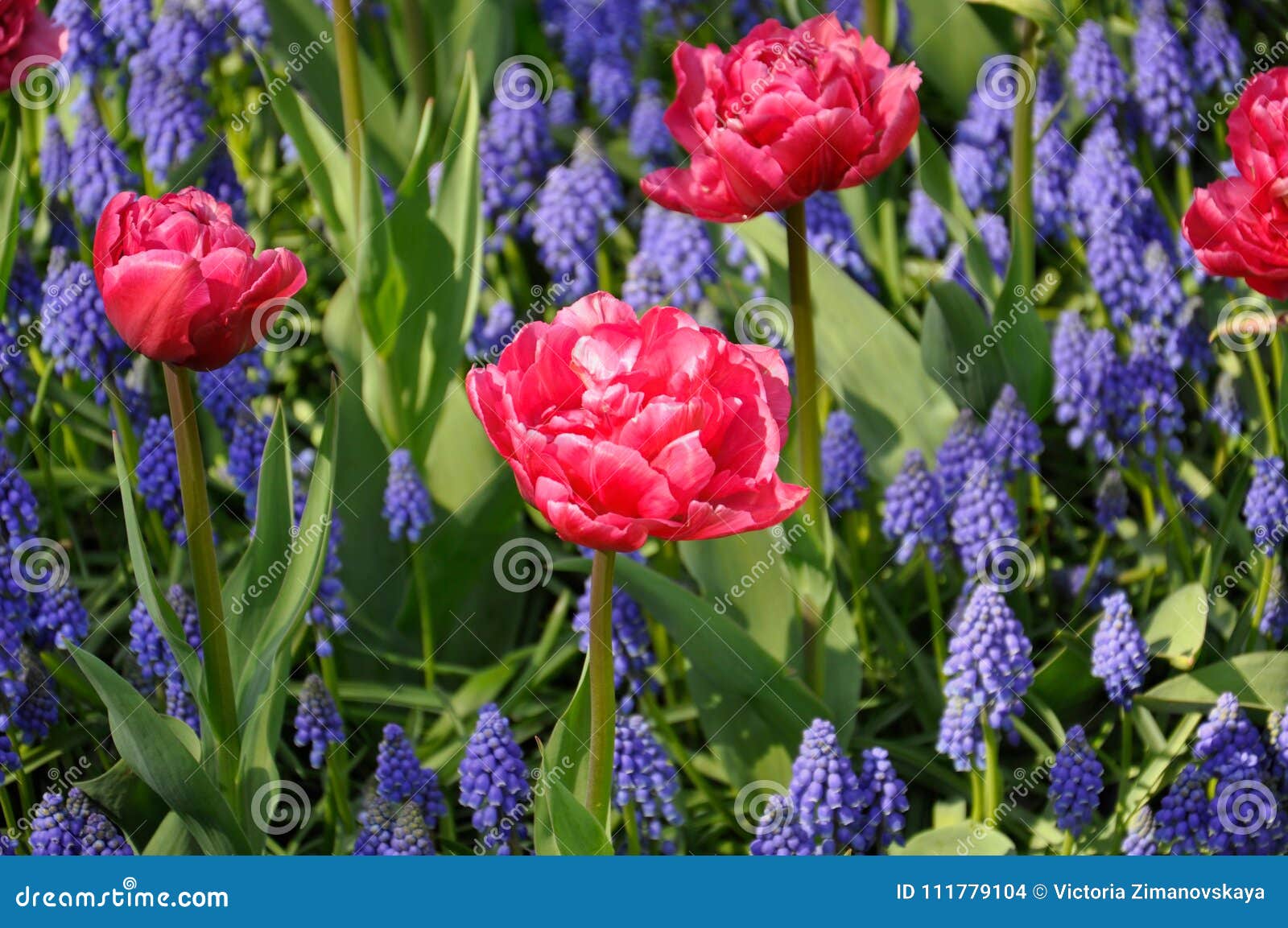 Background Grape Hyacinth Muscari and Pink Tulips Flowering. Macro of ... Background Grape Hyacinth Muscari and Pink Tulips Flowering. Macro of ...