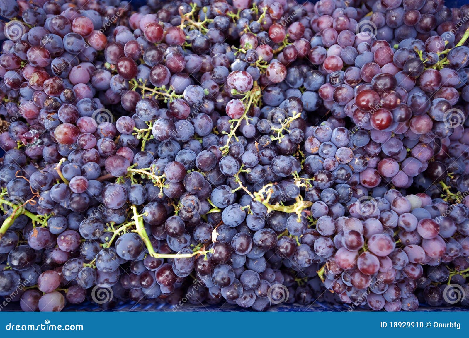 Background of grapes stock photo. Image of healthcare - 18929910