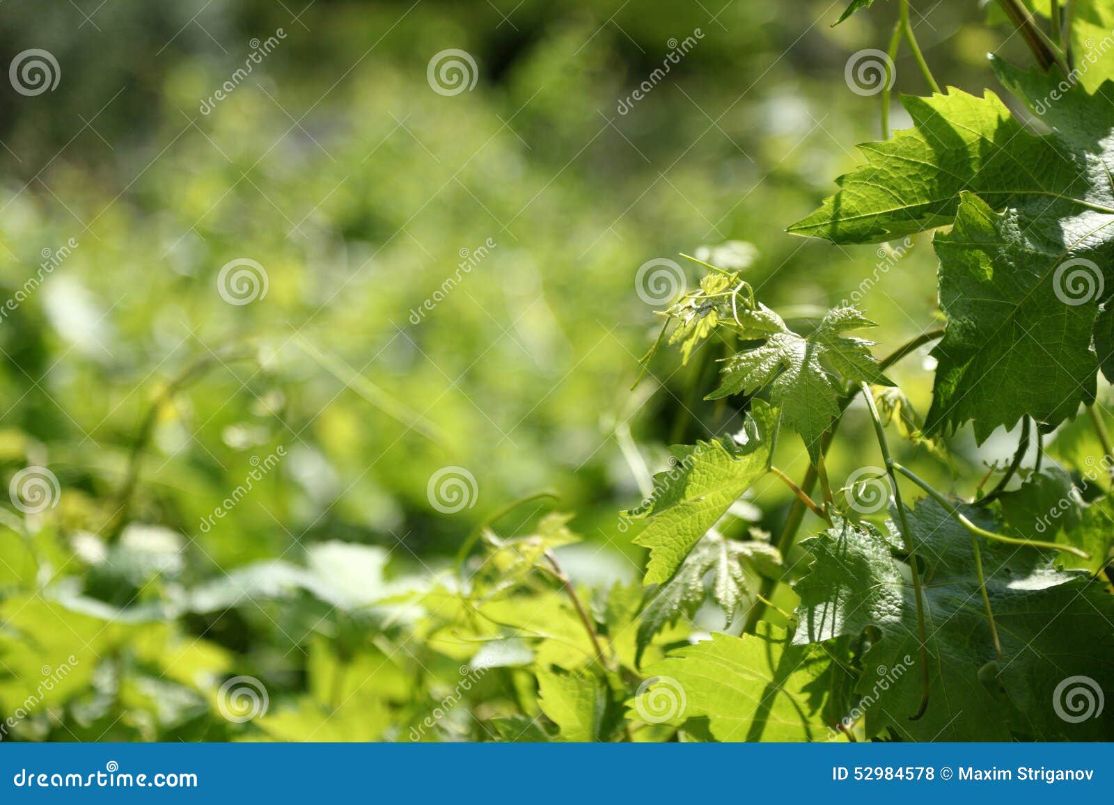 Background with a Grapevine Stock Photo - Image of rural, farming: 52984578