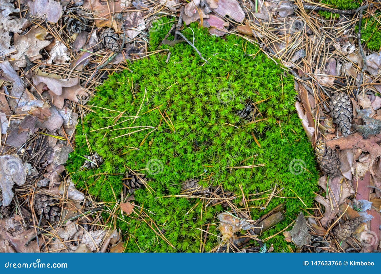Background of the Grass, Bumps and Moss Stock Photo - Image of basis ...