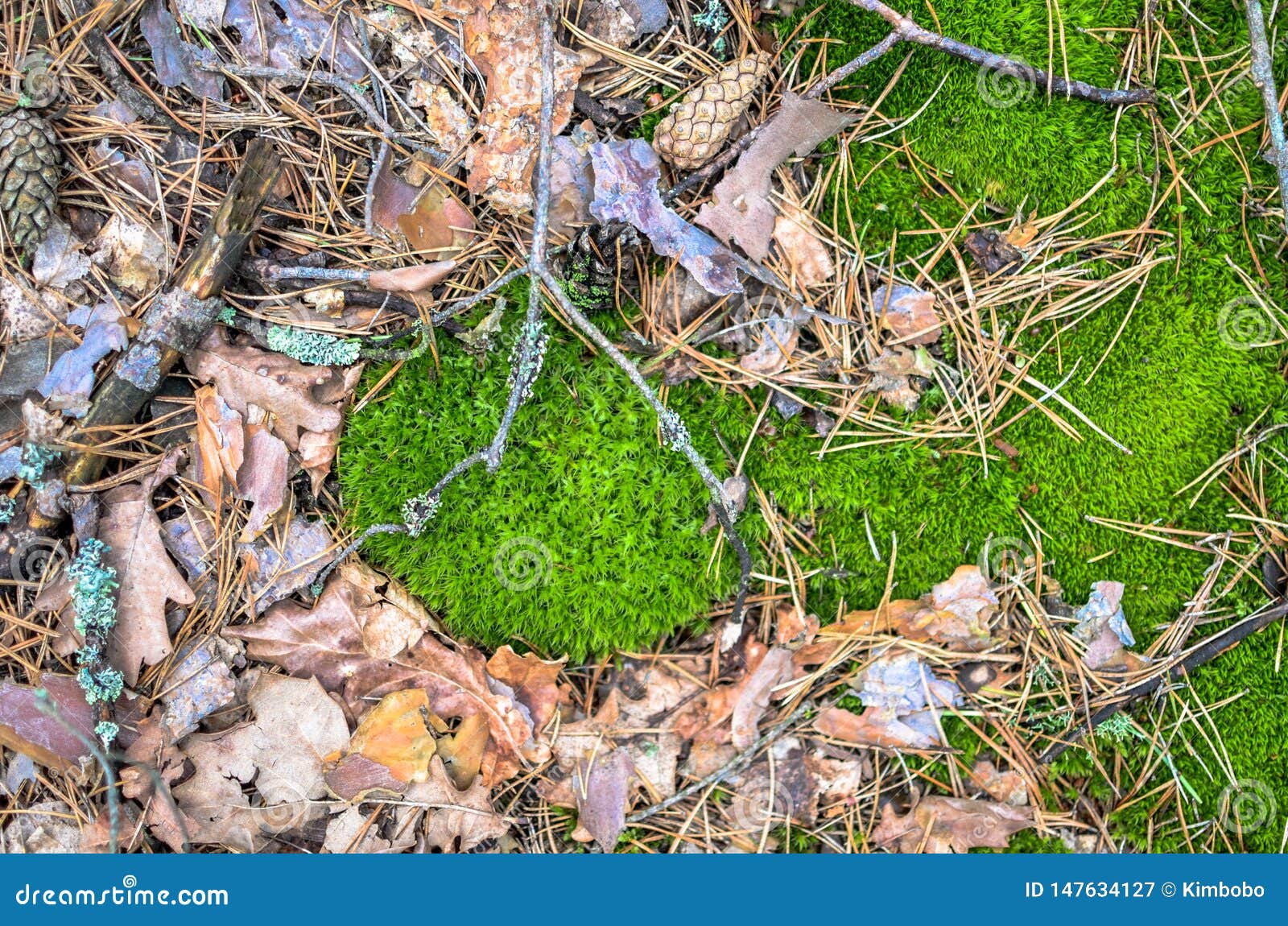 Background of the Grass, Bumps and Moss Stock Image - Image of field ...