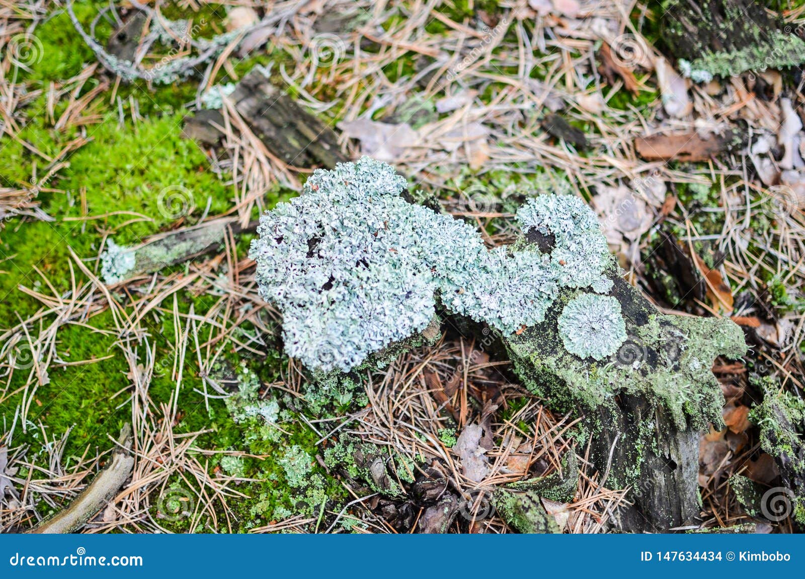 Background of the Grass, Bumps and Moss Stock Photo - Image of ...