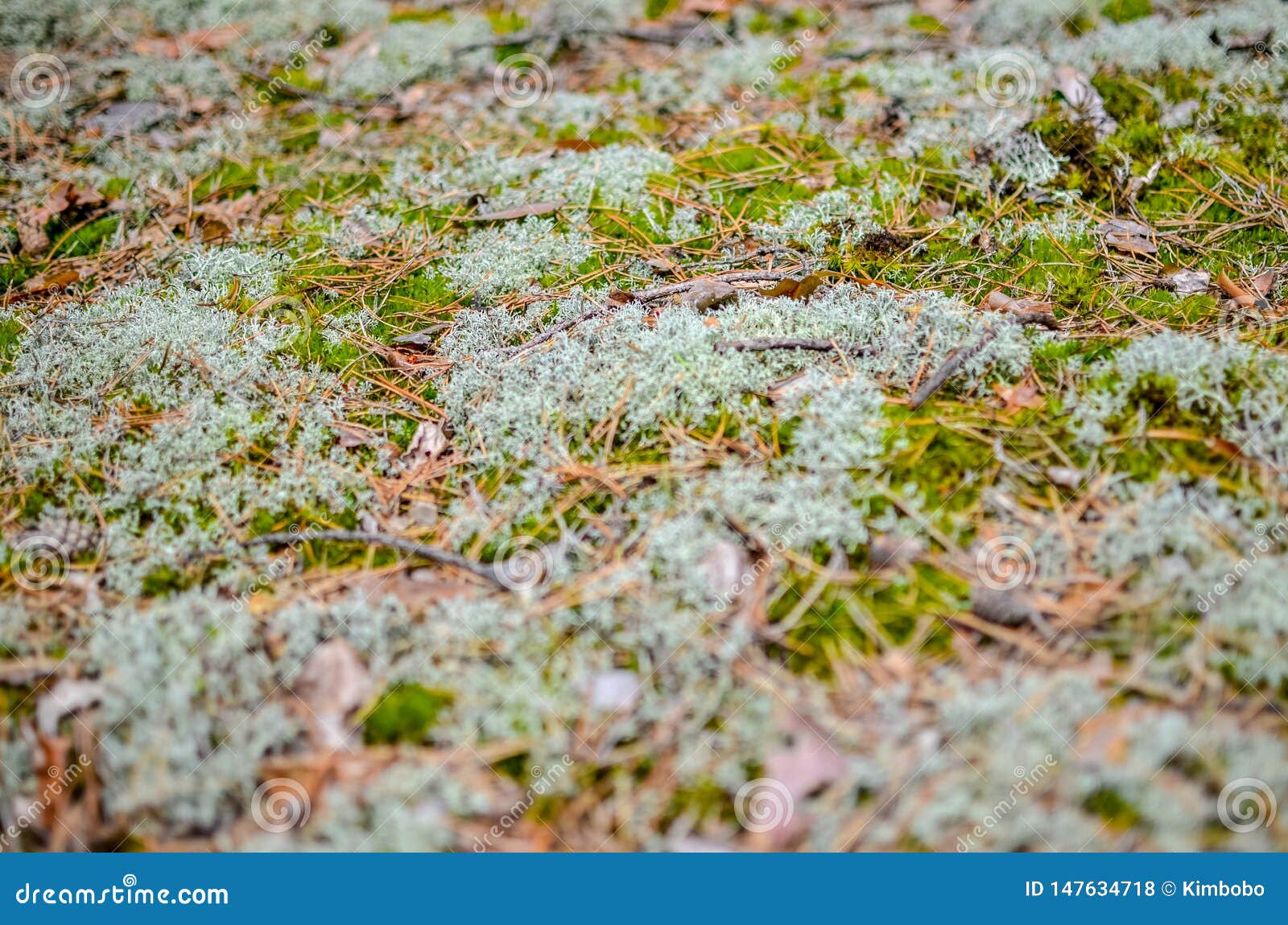 Background of the Grass, Bumps and Moss Stock Photo - Image of basis ...