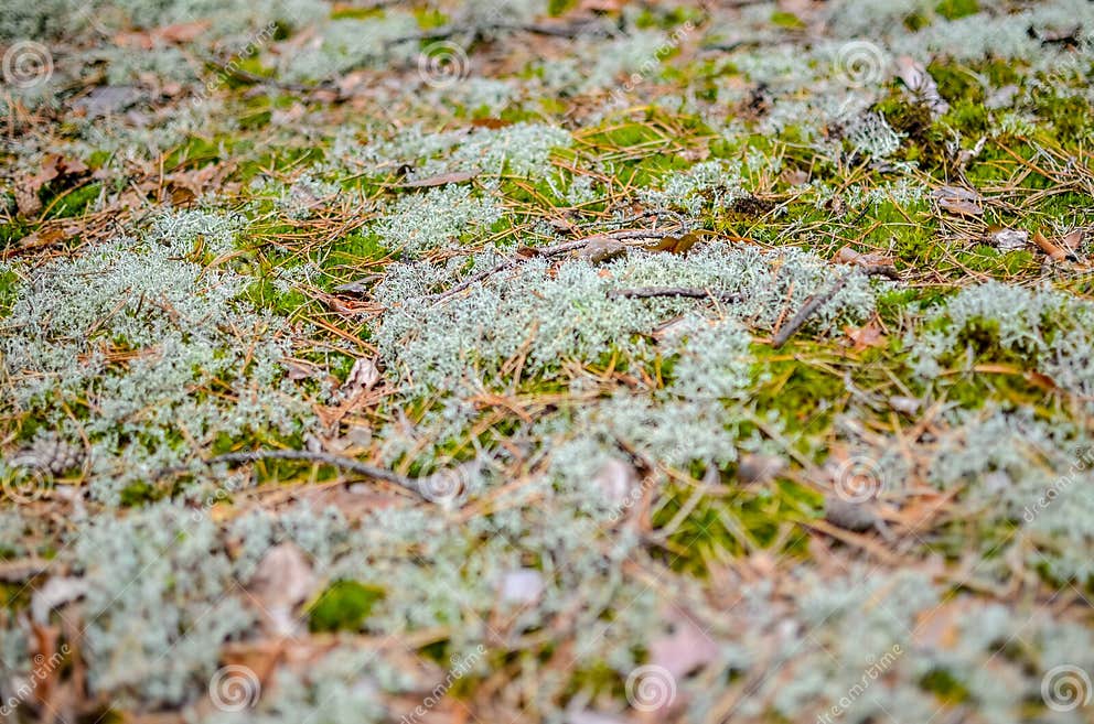 Background of the Grass, Bumps and Moss Stock Photo - Image of basis ...