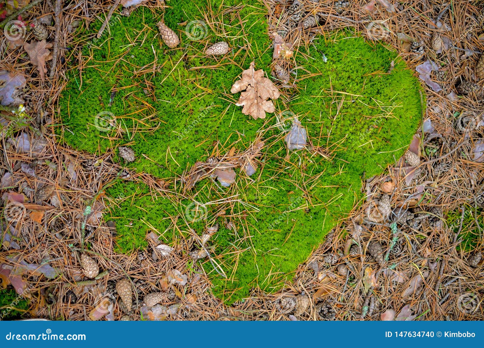Background of the Grass, Bumps and Moss Stock Photo - Image of ...
