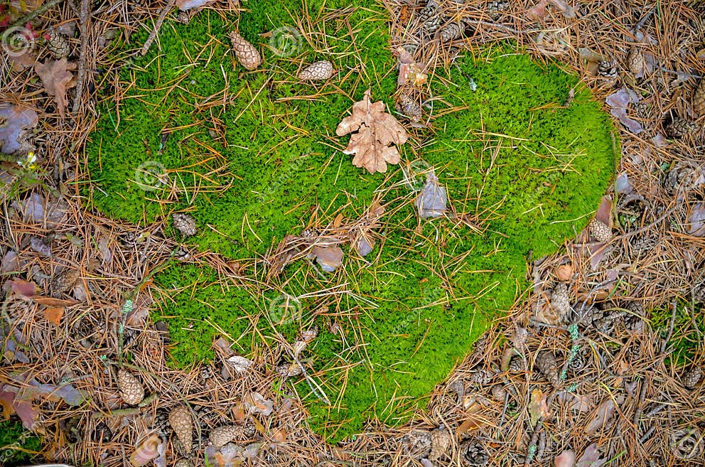 Background of the Grass, Bumps and Moss Stock Photo - Image of ...