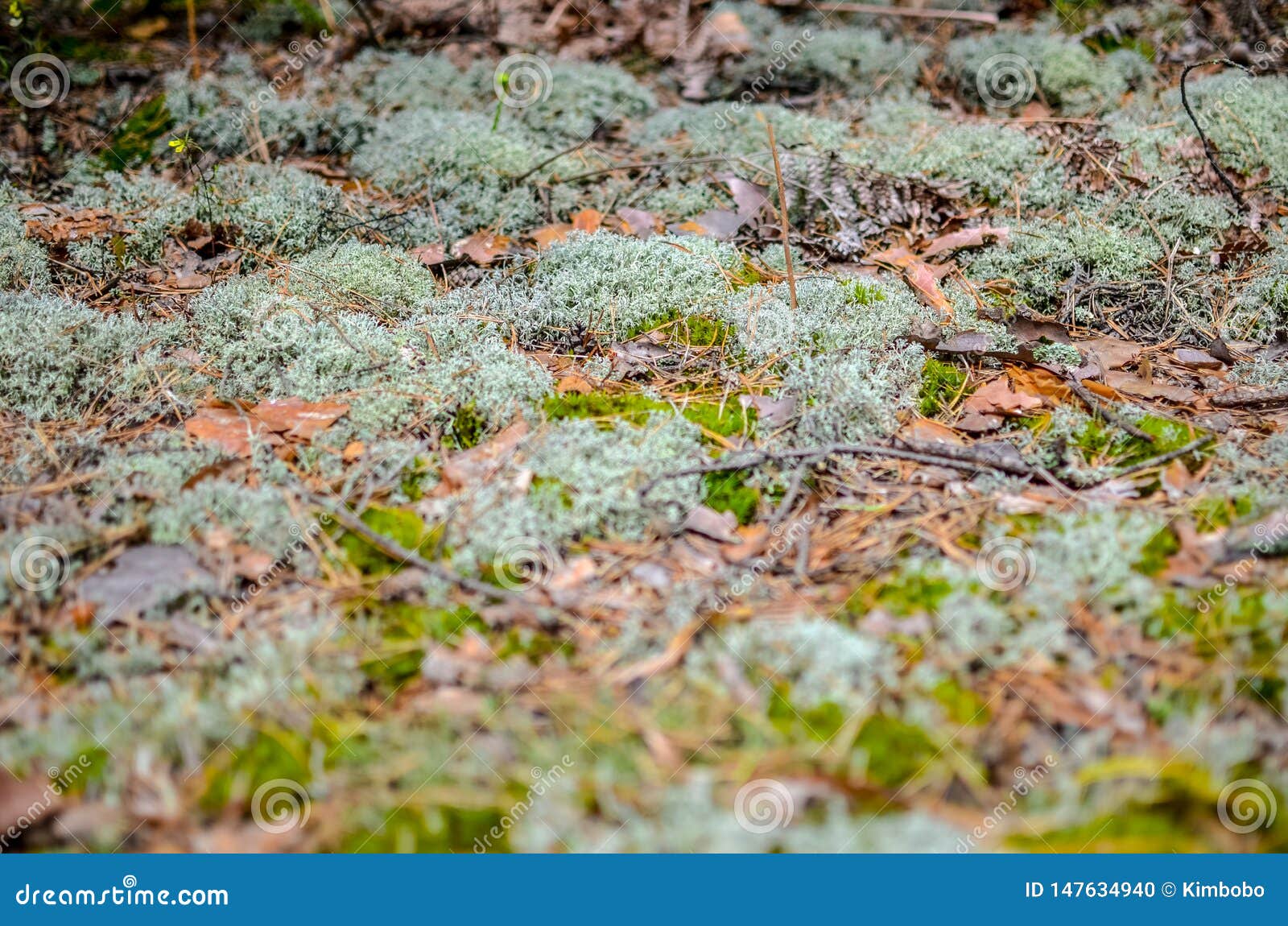 Background of the Grass, Bumps and Moss Stock Photo - Image of cone ...