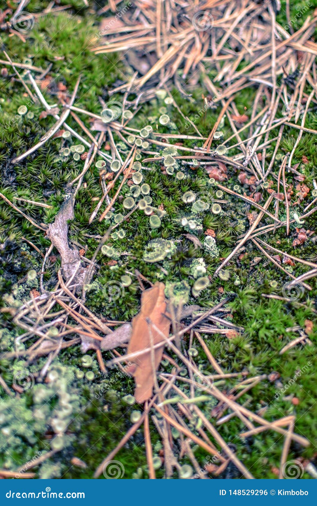 Background of the Grass, Bumps and Moss Stock Photo - Image of floor ...