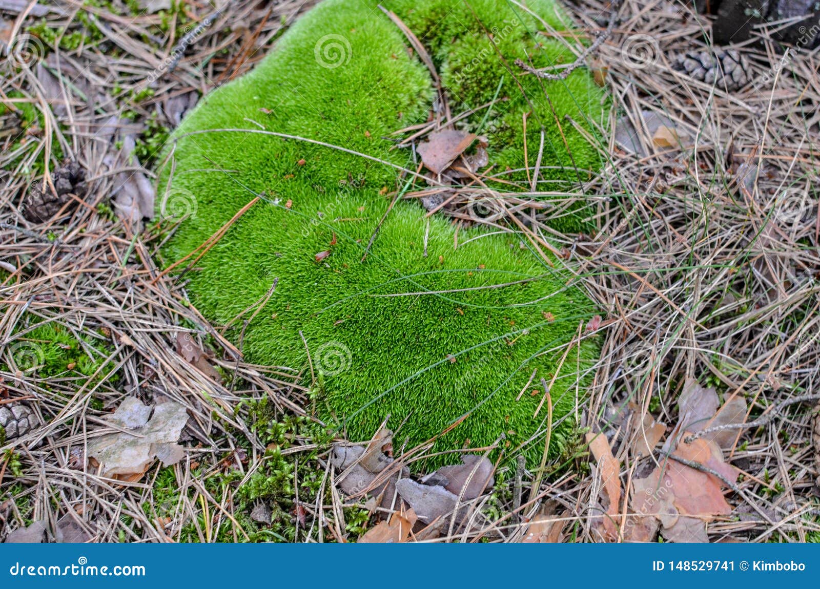 Background of the Grass, Bumps and Moss Stock Image - Image of field ...