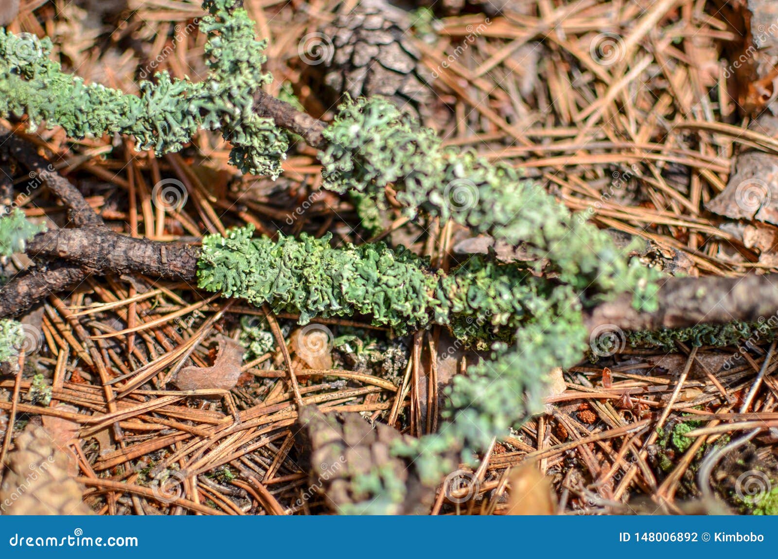 Background of the Grass, Bumps, Moss and Stick Stock Photo - Image of ...