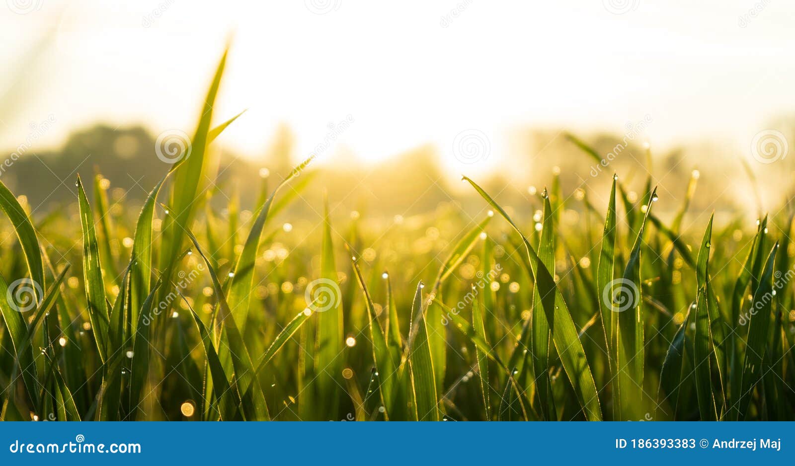 Background with Grass in a Fading Sun and Water Drops Stock Image ...