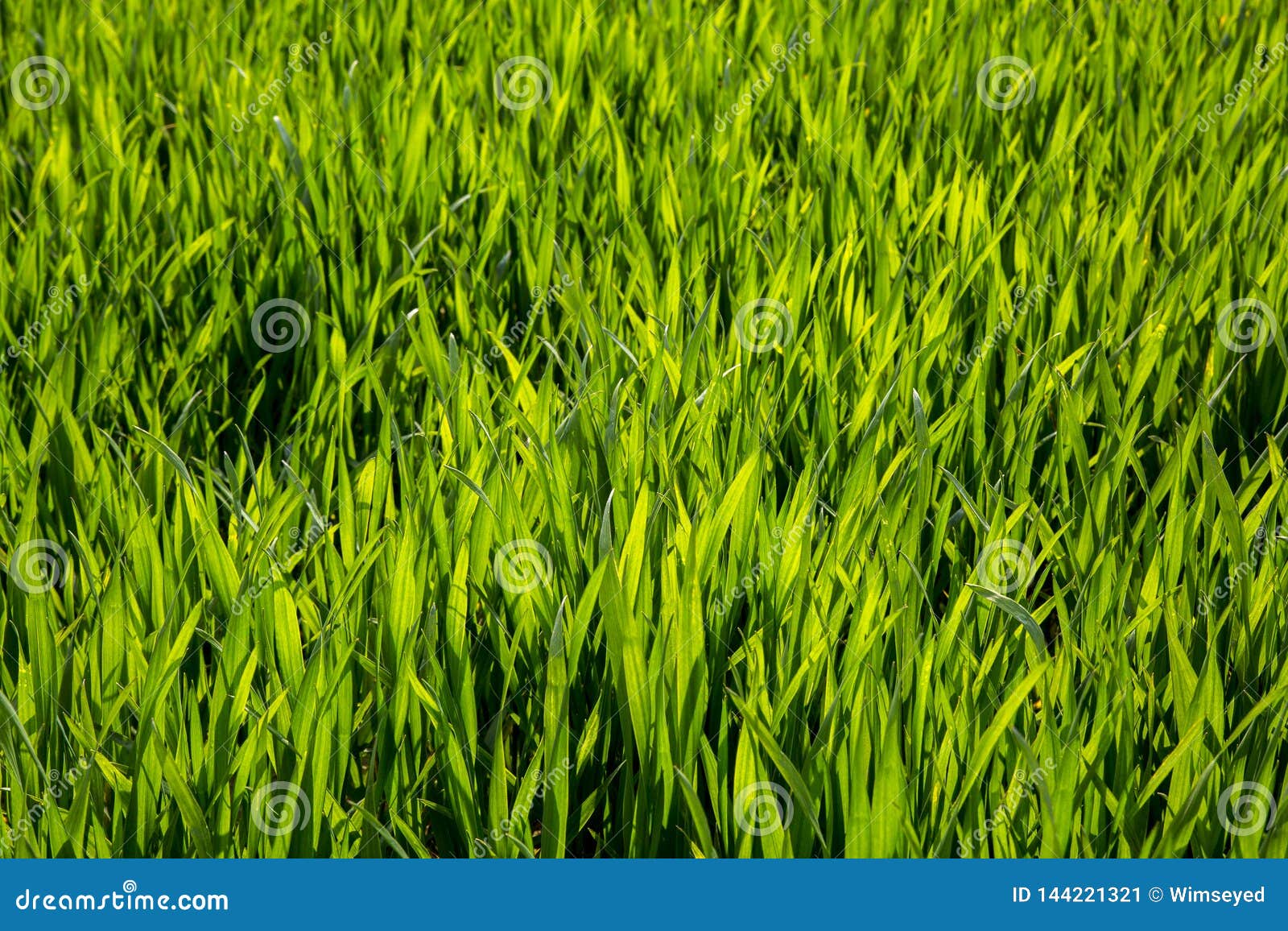 Background of grass field stock image. Image of close - 144221321