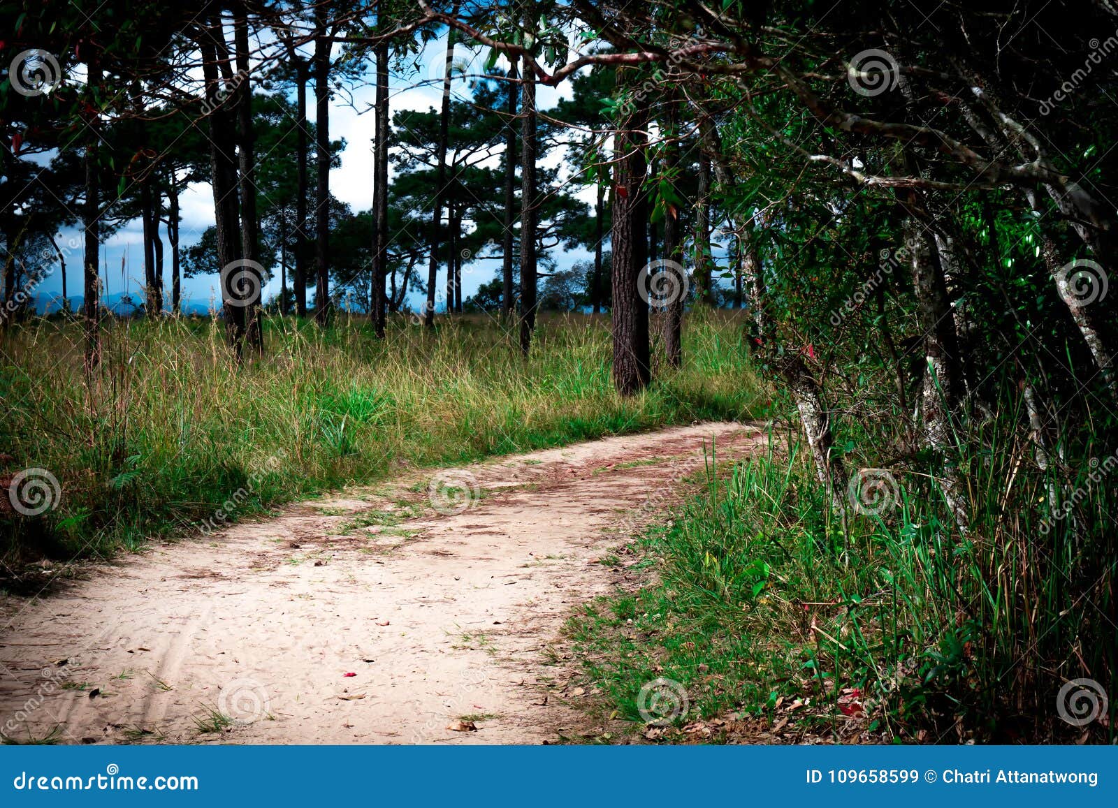 Background of Grass Path and Pine Tree Stock Image - Image of nature ...