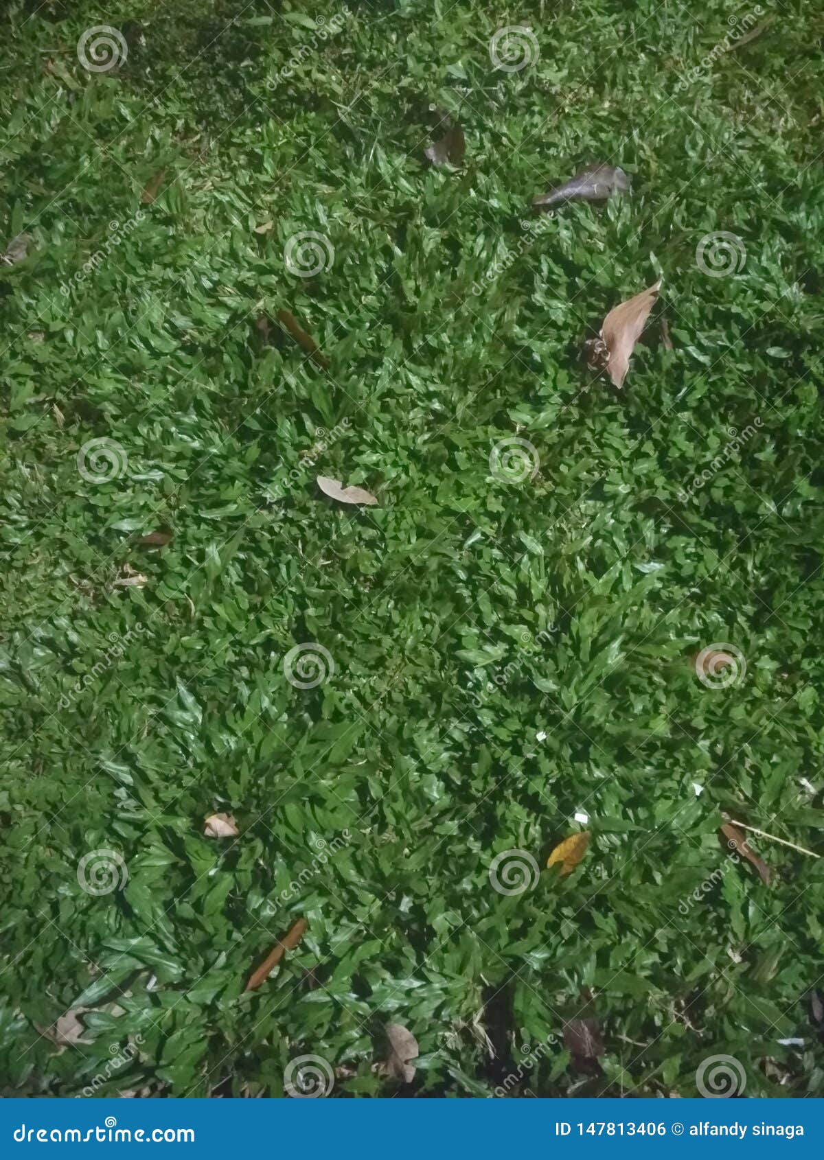 Background Grass with Very Beautiful Grass To See Stock Photo - Image ...
