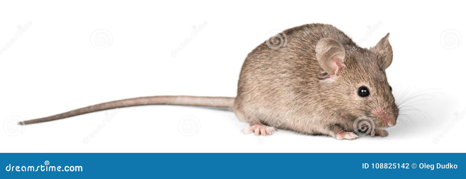 Gray Mouse Lemur Stock Photo | CartoonDealer.com #28197750