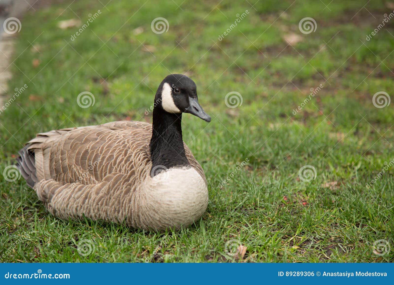 Background Greay Canadian Goose Portrait Stock Photo - Image of resting ...