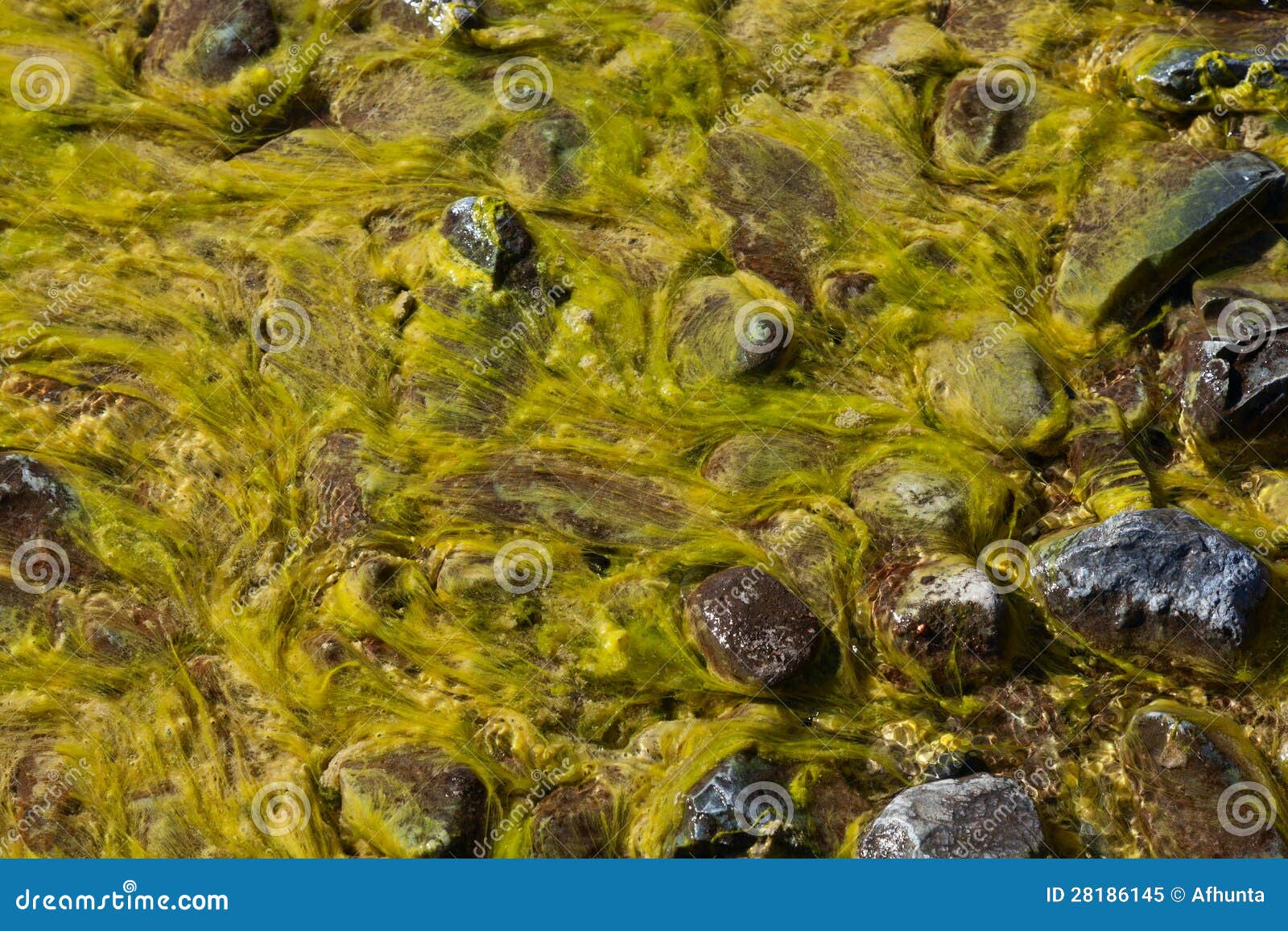 Background of green algae stock image. Image of pattern - 28186145