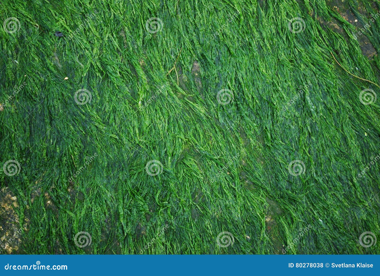 Background from Green Algae. Stock Photo - Image of closeup, summer ...