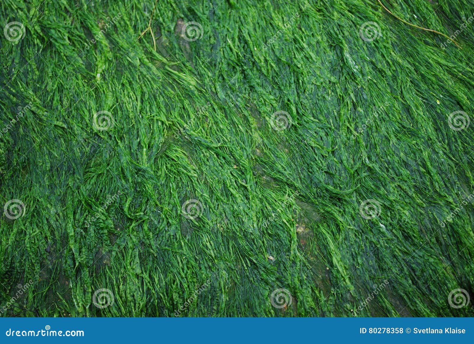 Background from Green Algae. Stock Photo - Image of background, green ...