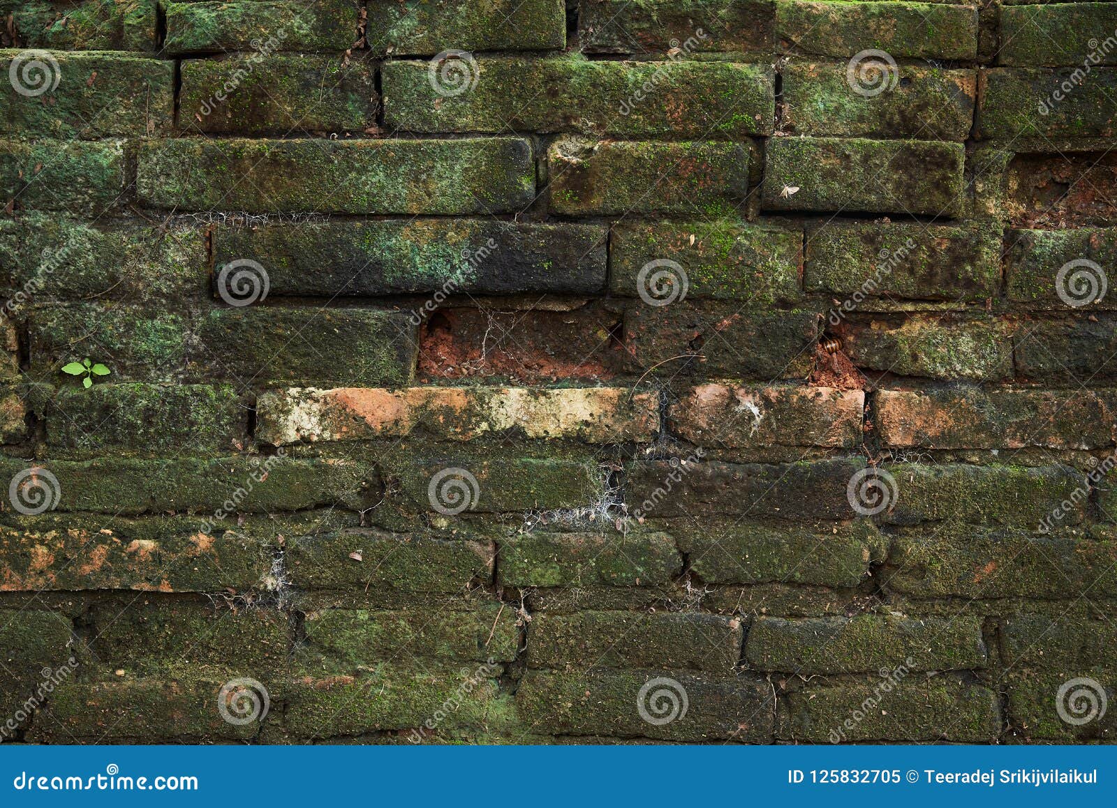 Background of Algae on Old Brick Wall Stock Image - Image of brick ...