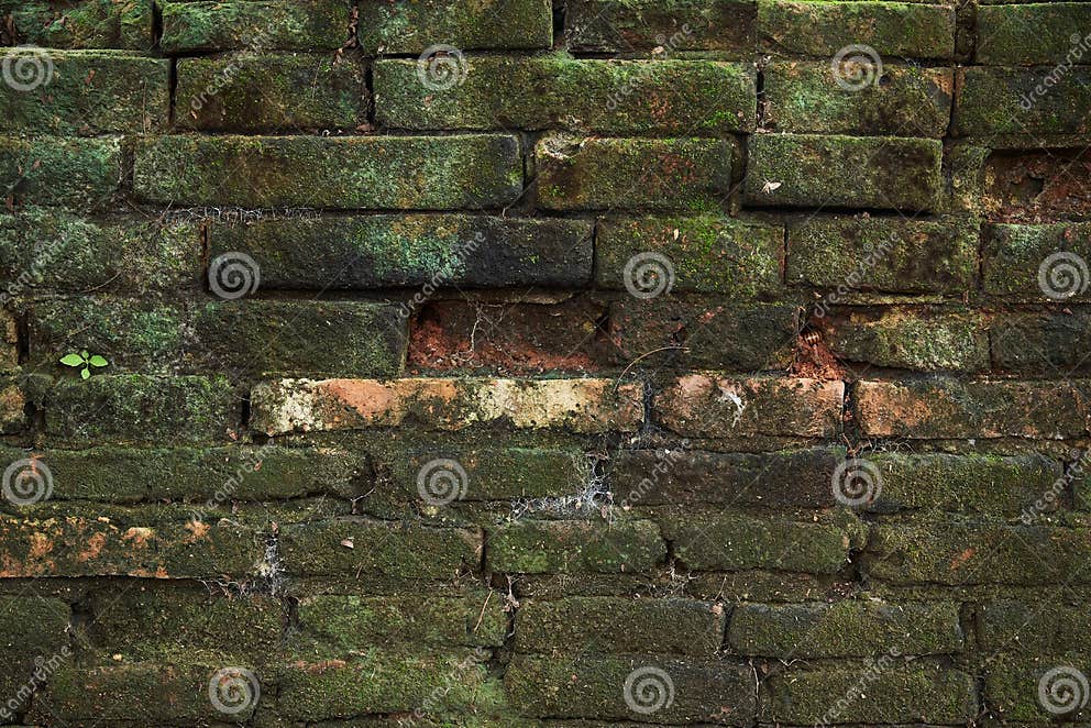 Background of Algae on Old Brick Wall Stock Image - Image of brick ...