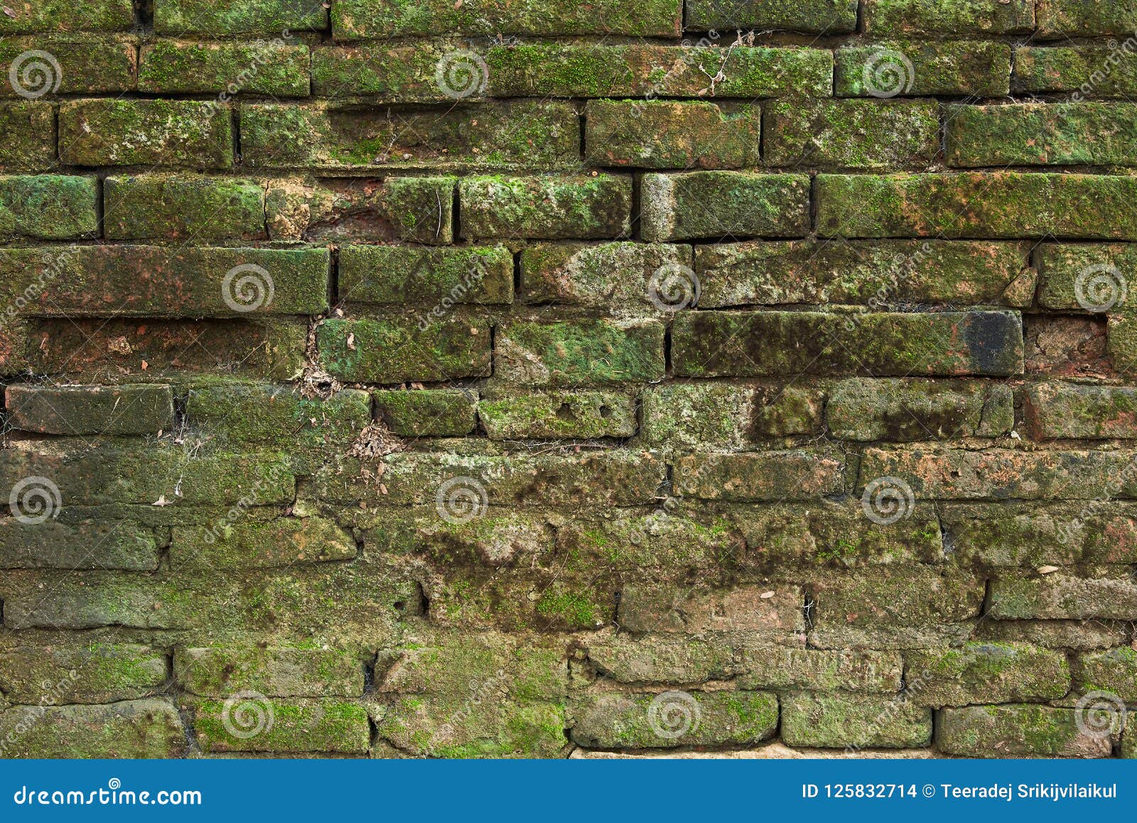 Background of Algae on Old Brick Wall Stock Photo - Image of backdrop ...
