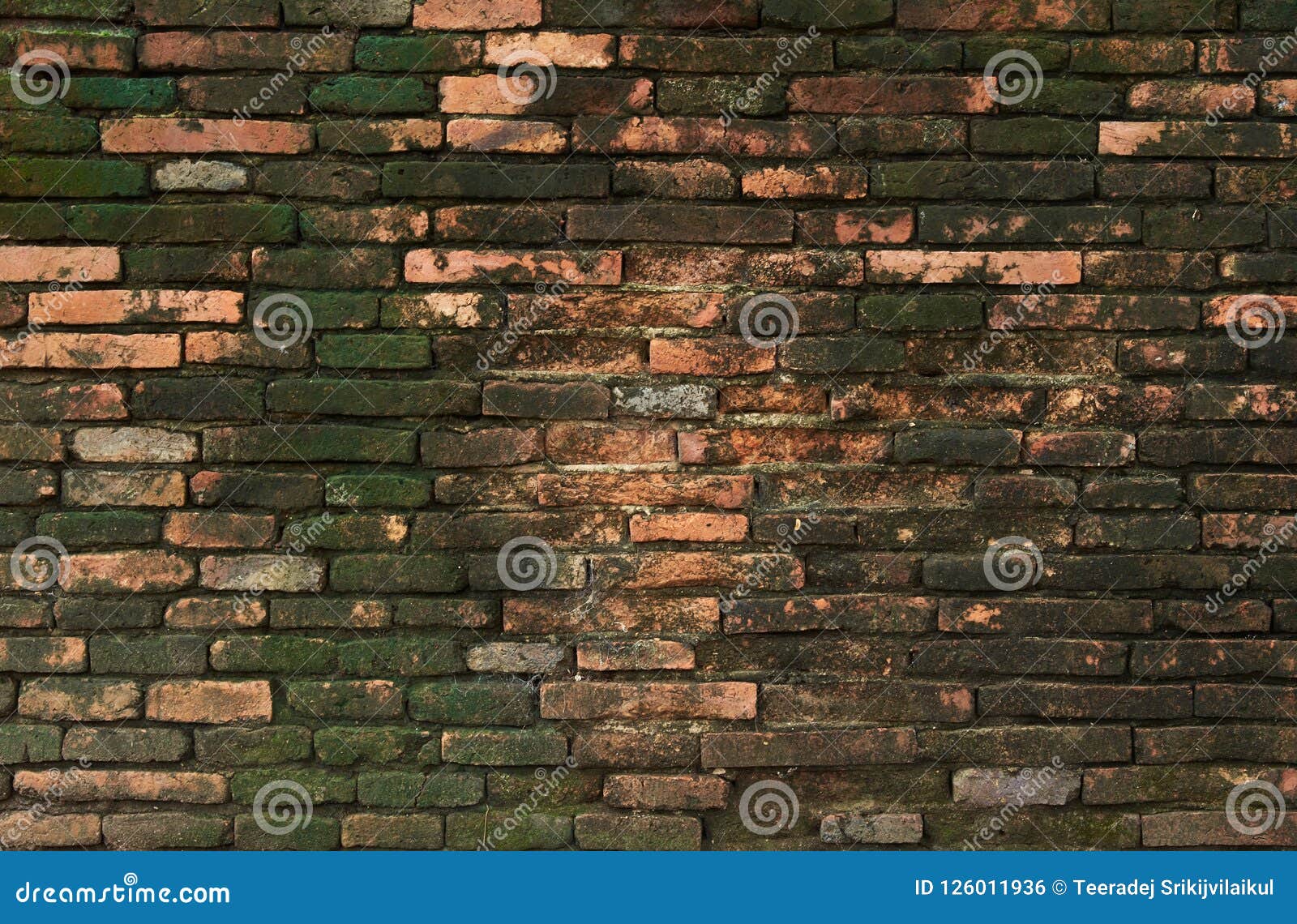 Background of Algae on Old Brick Wall Stock Photo - Image of brick ...