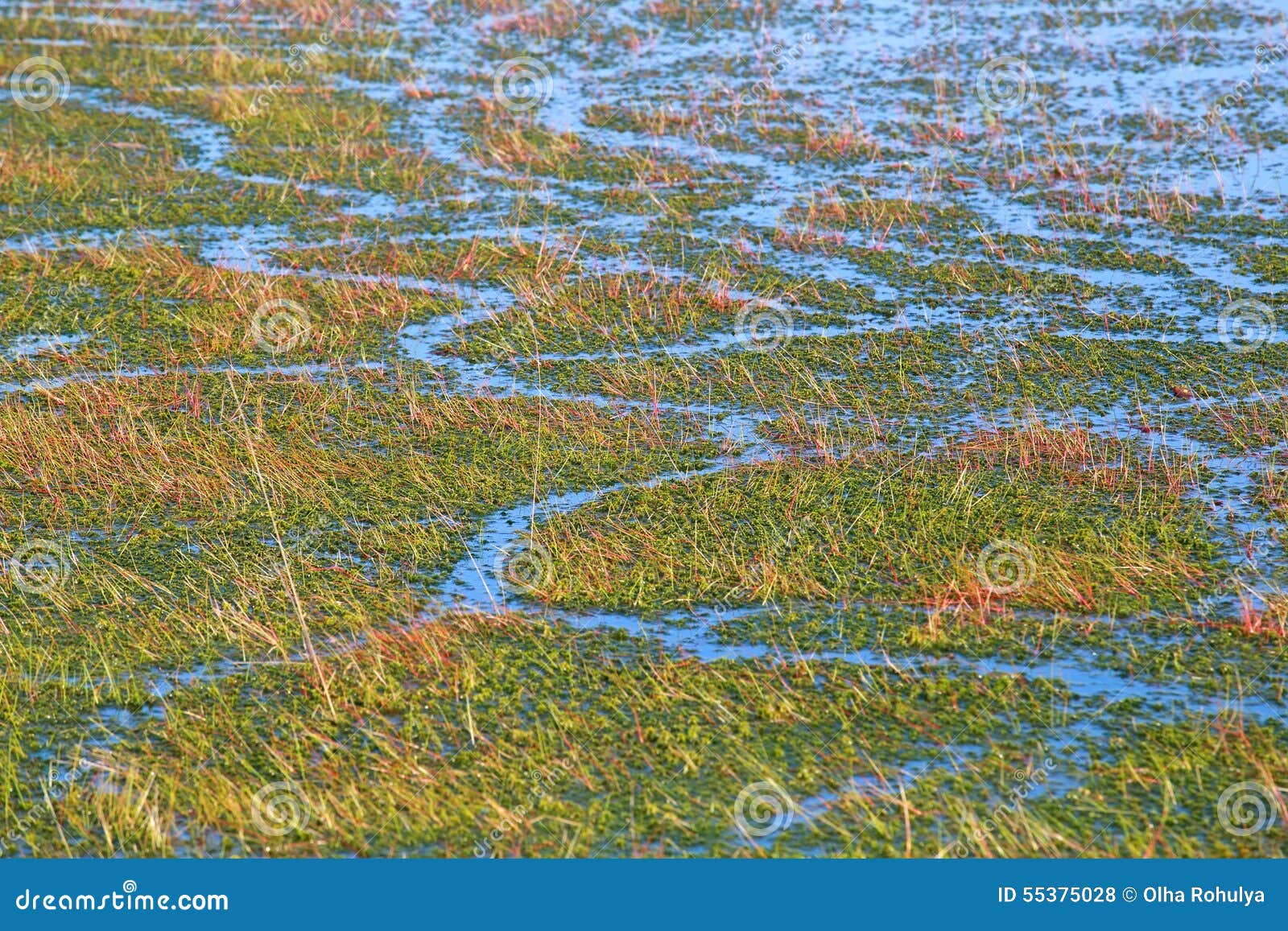 Background of Green Algae and Water Stock Photo - Image of outdoors ...