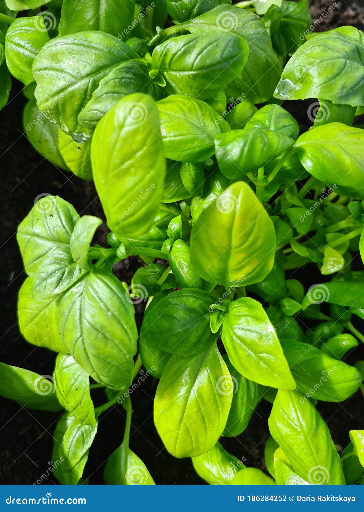 Background of Green Basilic Stock Photo - Image of dish, leaf: 186284252