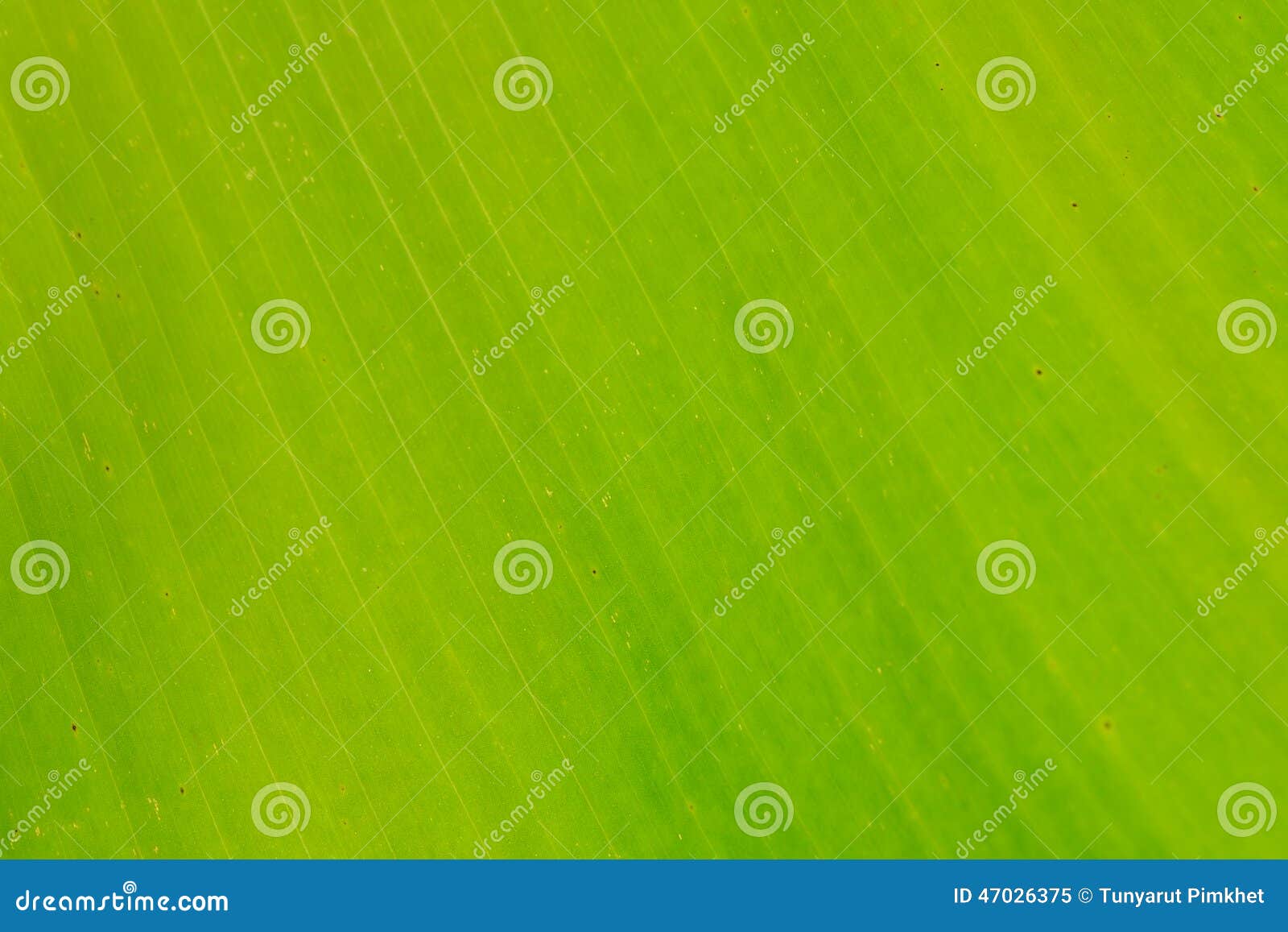 Avocado Green Color Pictures And Images - RGB Color Hex Code [#80C000 ...