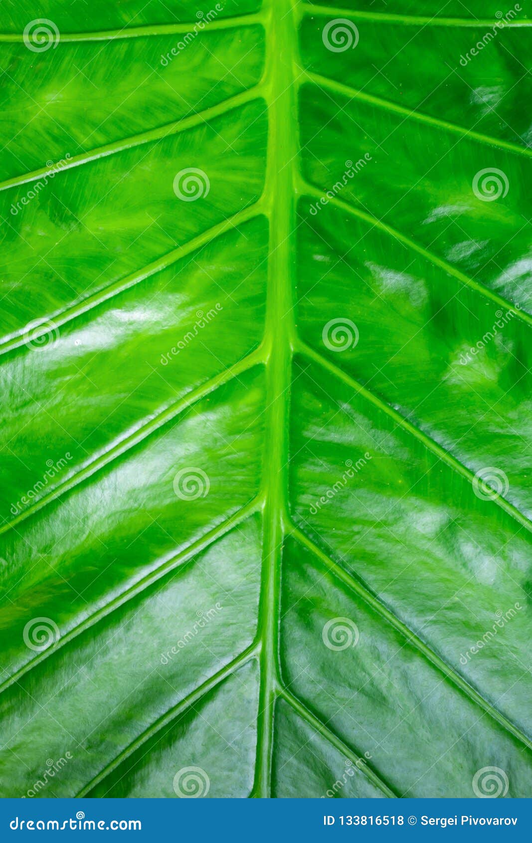 Background Green Bright Sunny Base Design Vertical Texture Eco ...