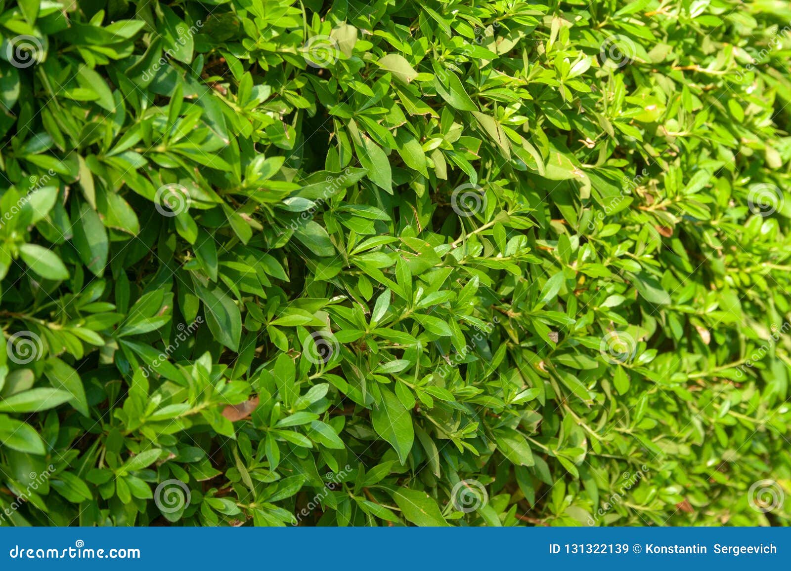 Background of green bush stock image. Image of abstract - 131322139