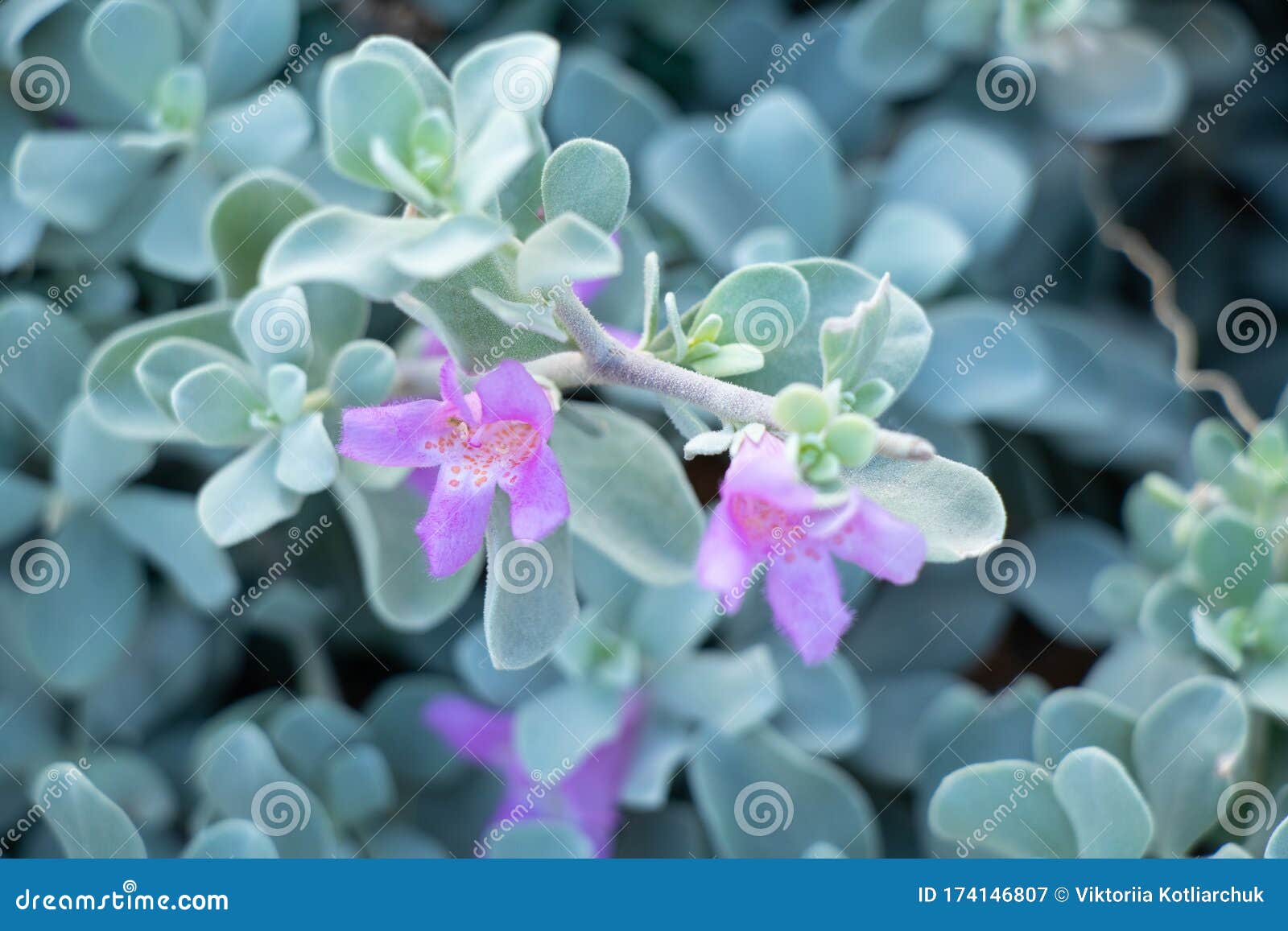 Background of Green Bushes in Egypt in the Sun Stock Image - Image of ...