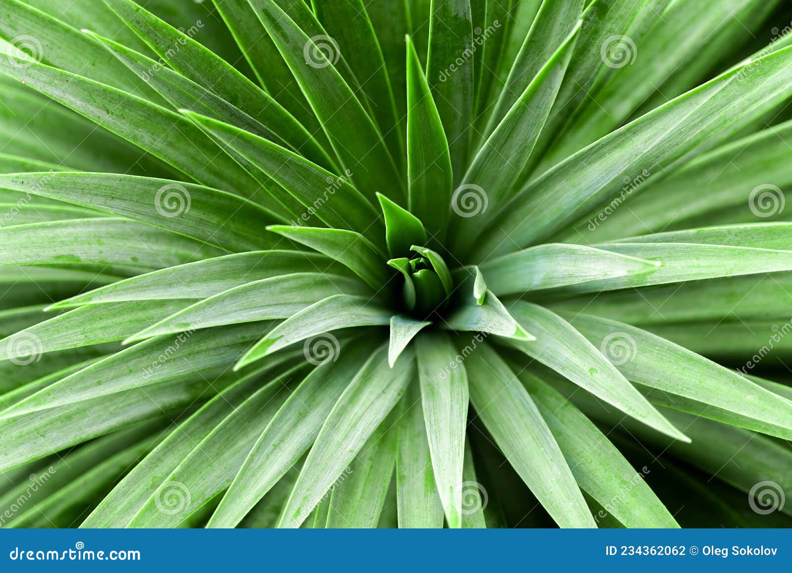 Background of Green Cactus Leaves Triangular Shape Close-up Stock Photo ...