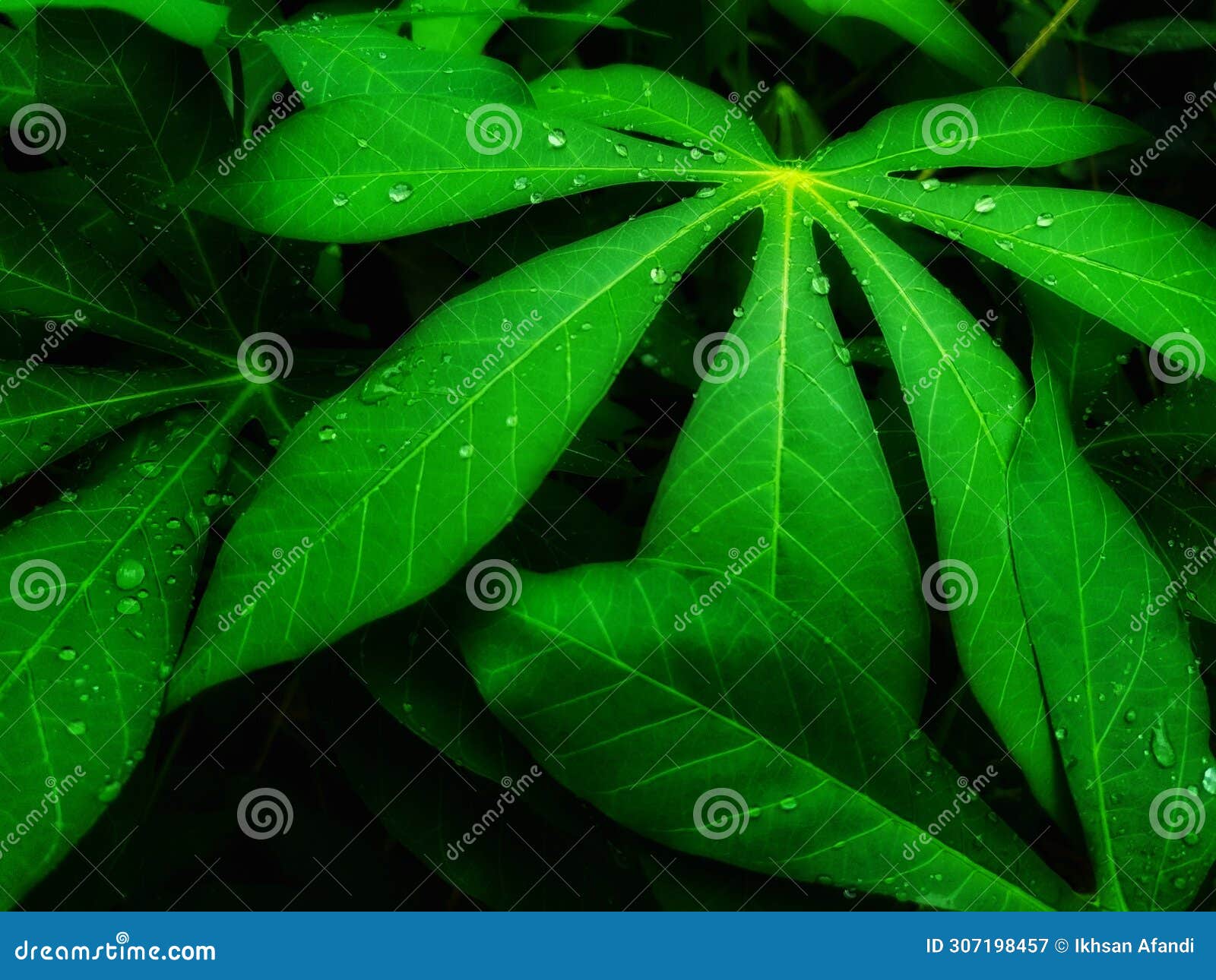 Background of Green Cassava Leaves Stock Image - Image of natural ...