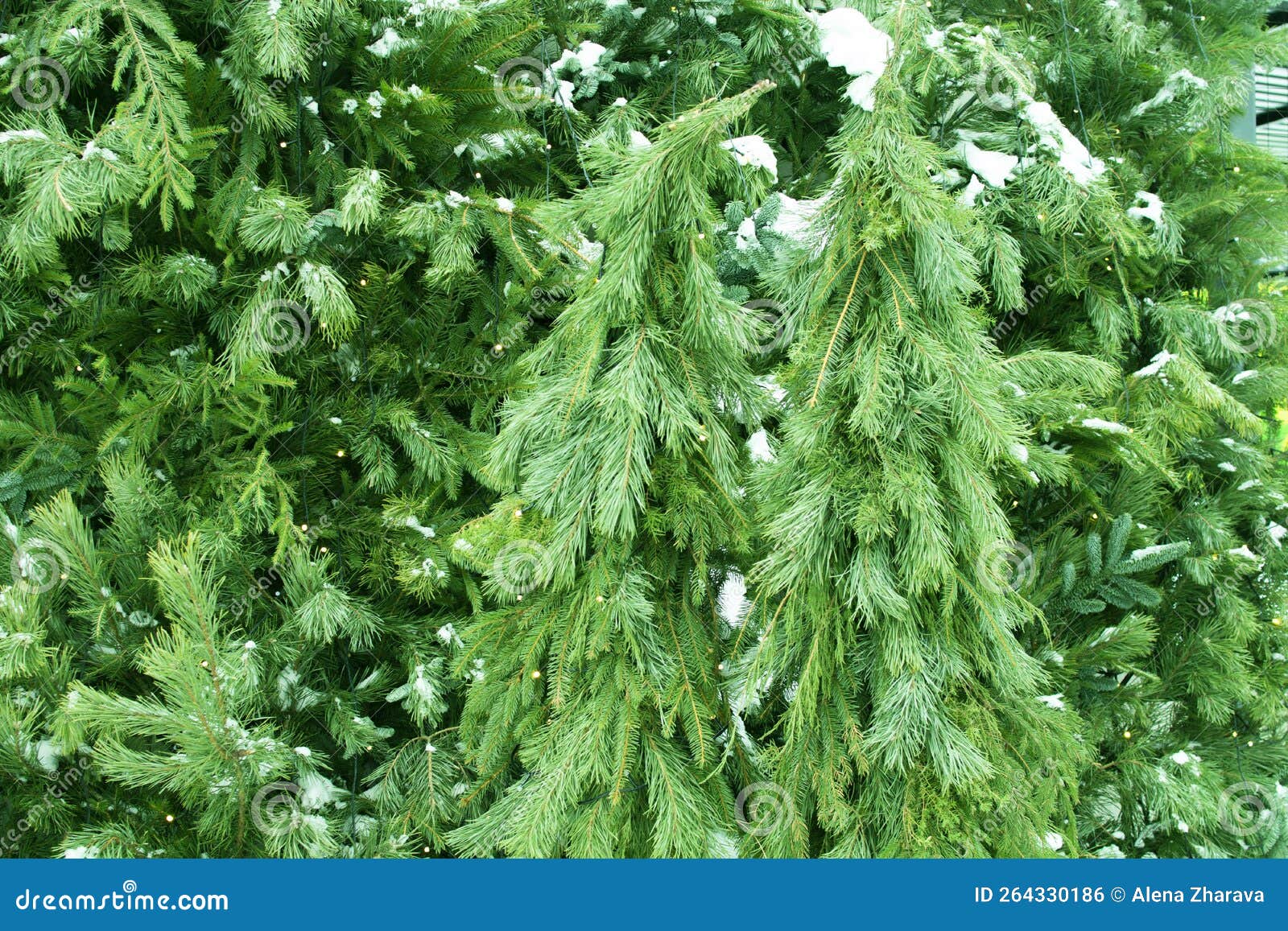 Background of Green Christmas Trees. New Year and Christmas Background ...