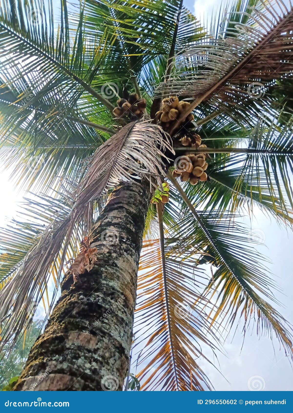 A Background of Green Coconut Trees Stock Photo - Image of background ...