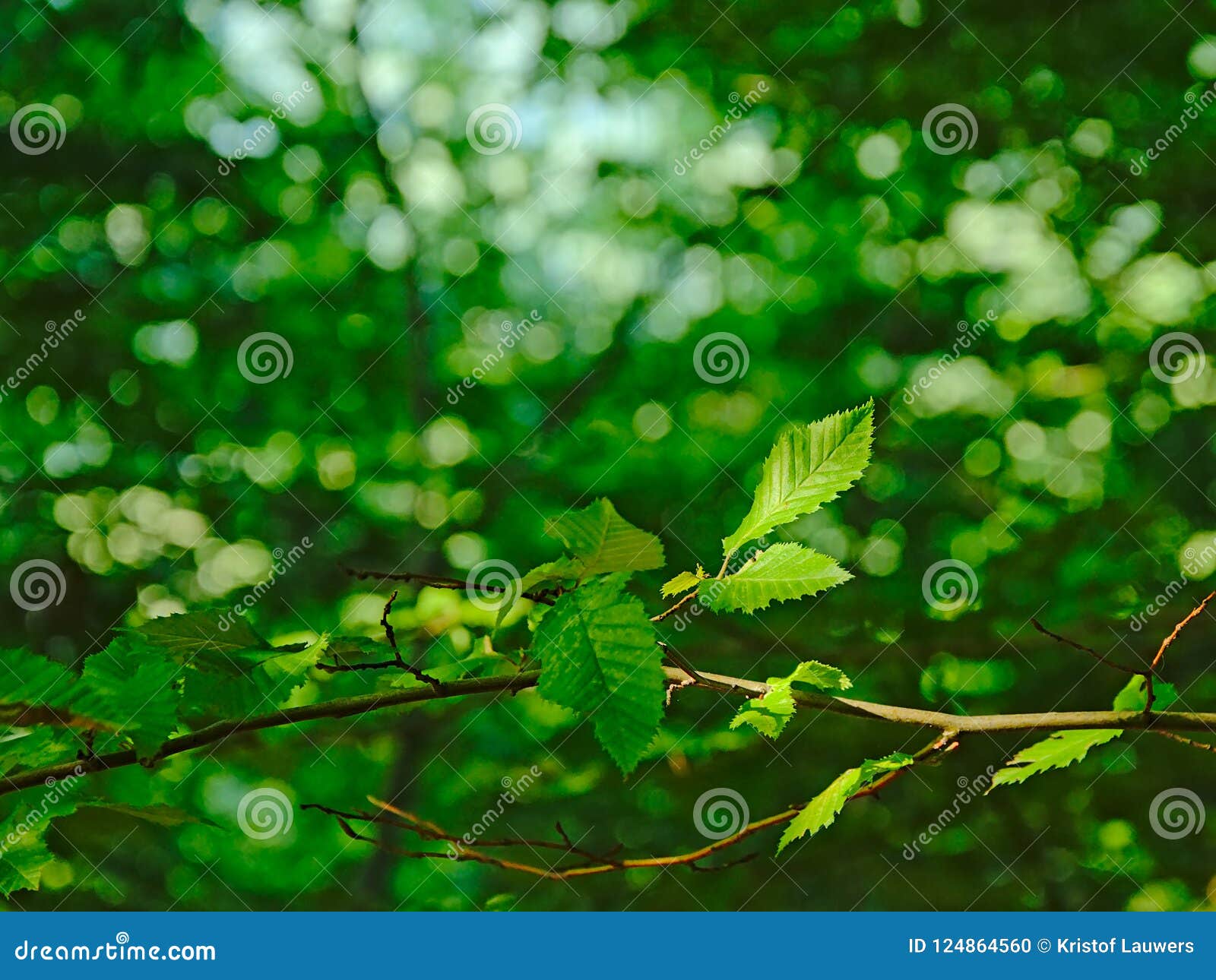 Background of Green Elm Tree Leafs Stock Photo - Image of forest ...