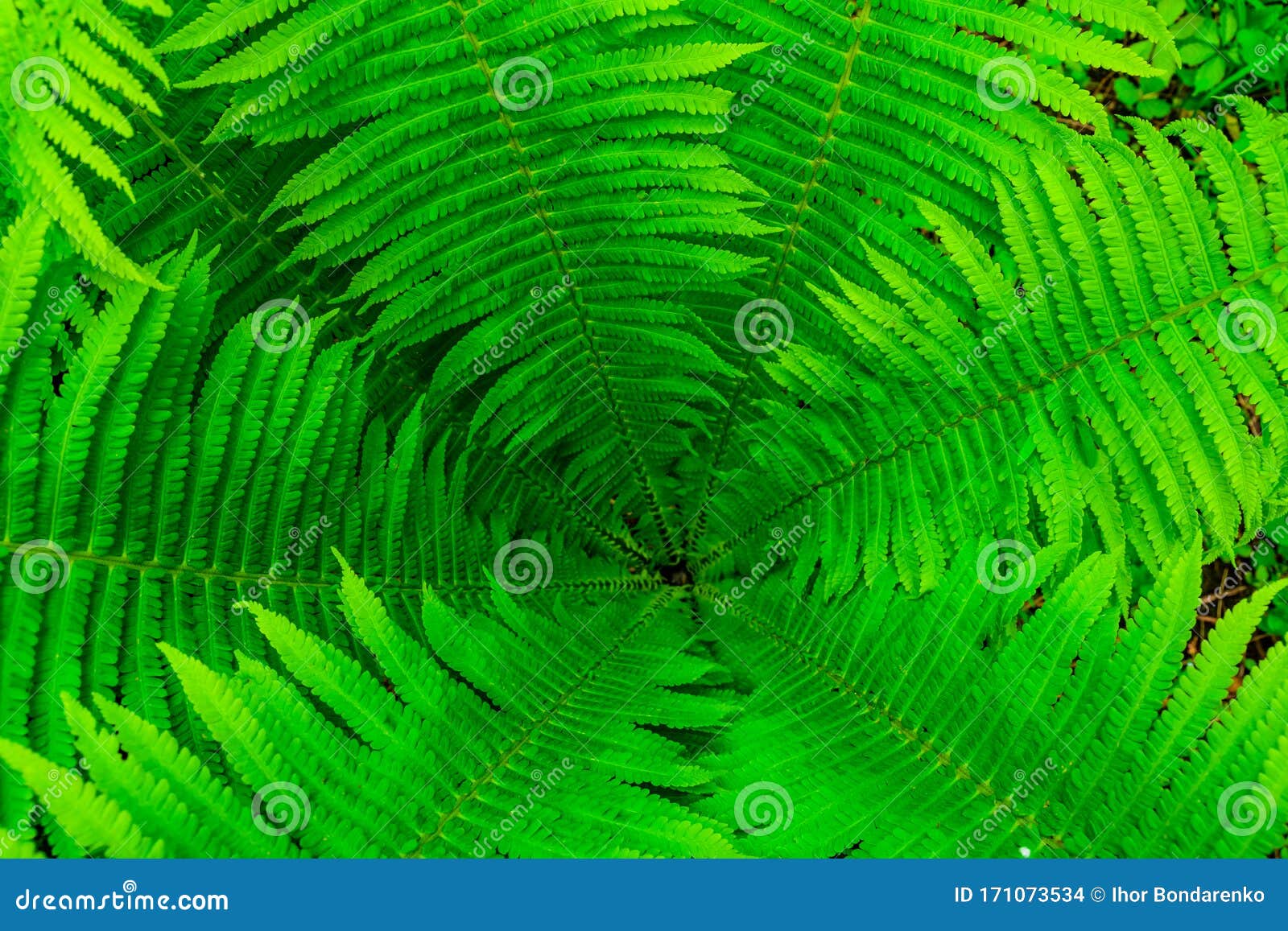 Background of the Green Fern. Top View. Natural Pattern Stock Photo ...