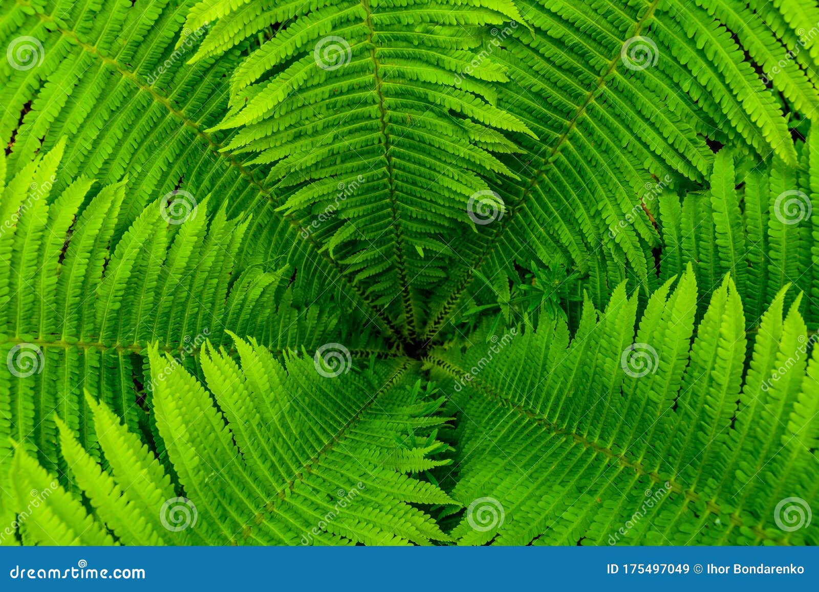 Background of the Green Fern. Top View. Natural Pattern Stock Image ...