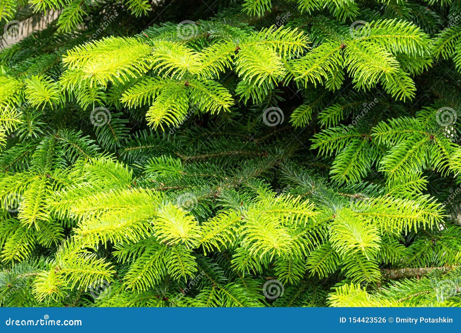 Background from Green Fir Branches Stock Photo - Image of evergreen ...