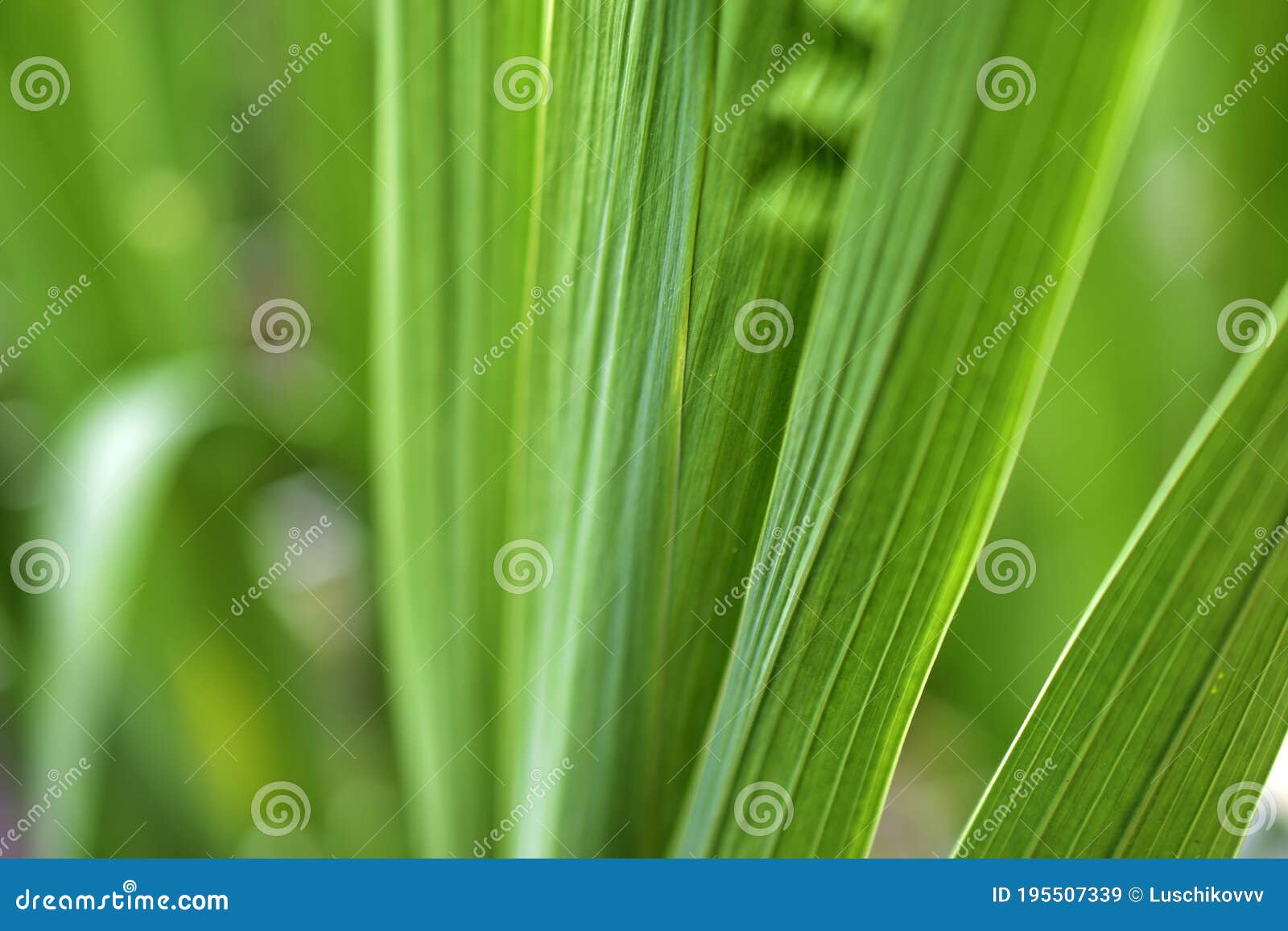 Background of Green Flat Leaves of Plants in the Garden Stock Image ...