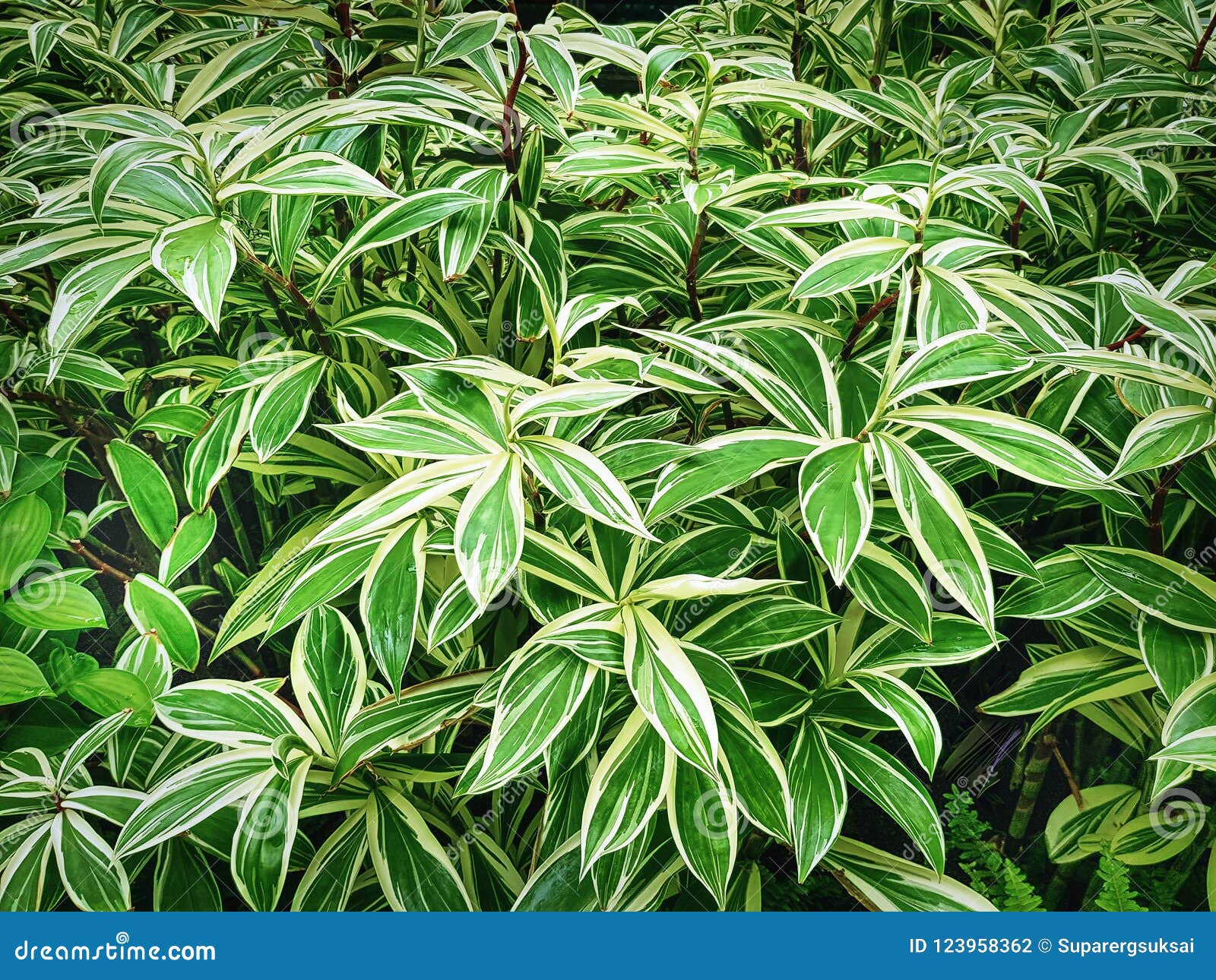 Background of Green Fresh Pothos Plants Stock Photo - Image of ...