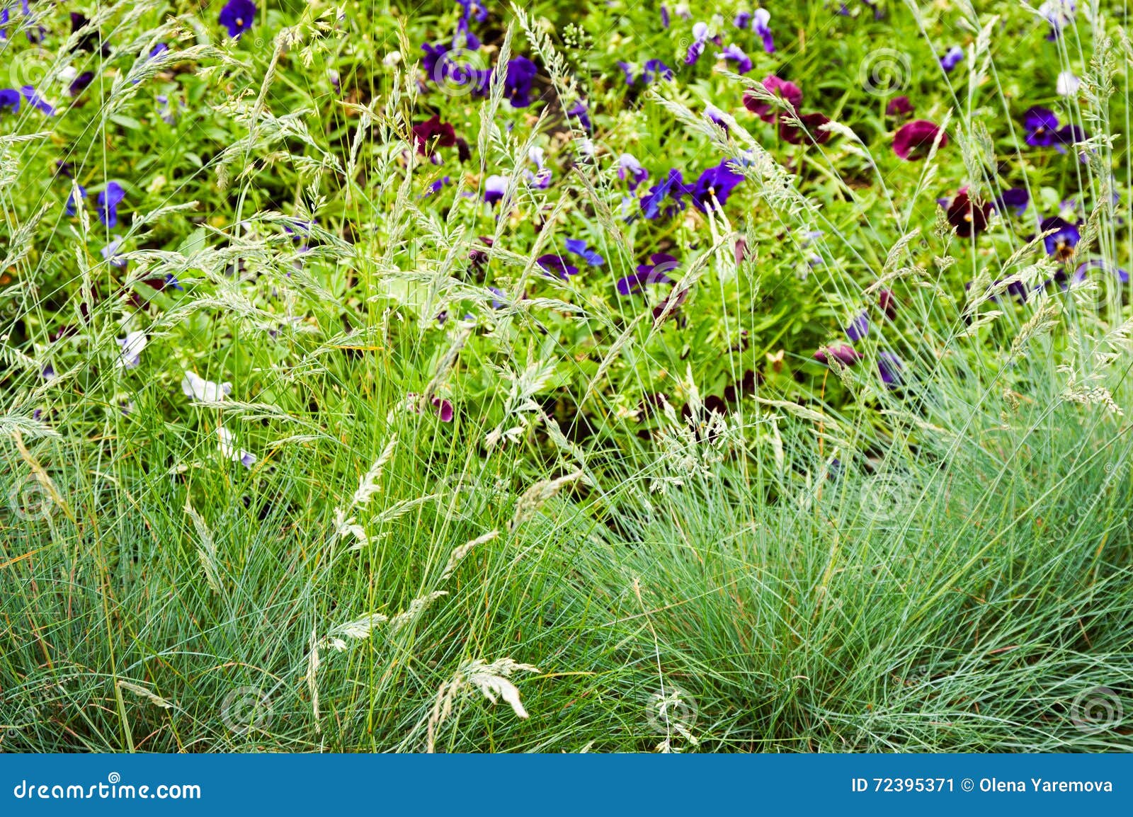 Background from a Green Grass with Flowers Stock Image - Image of ...
