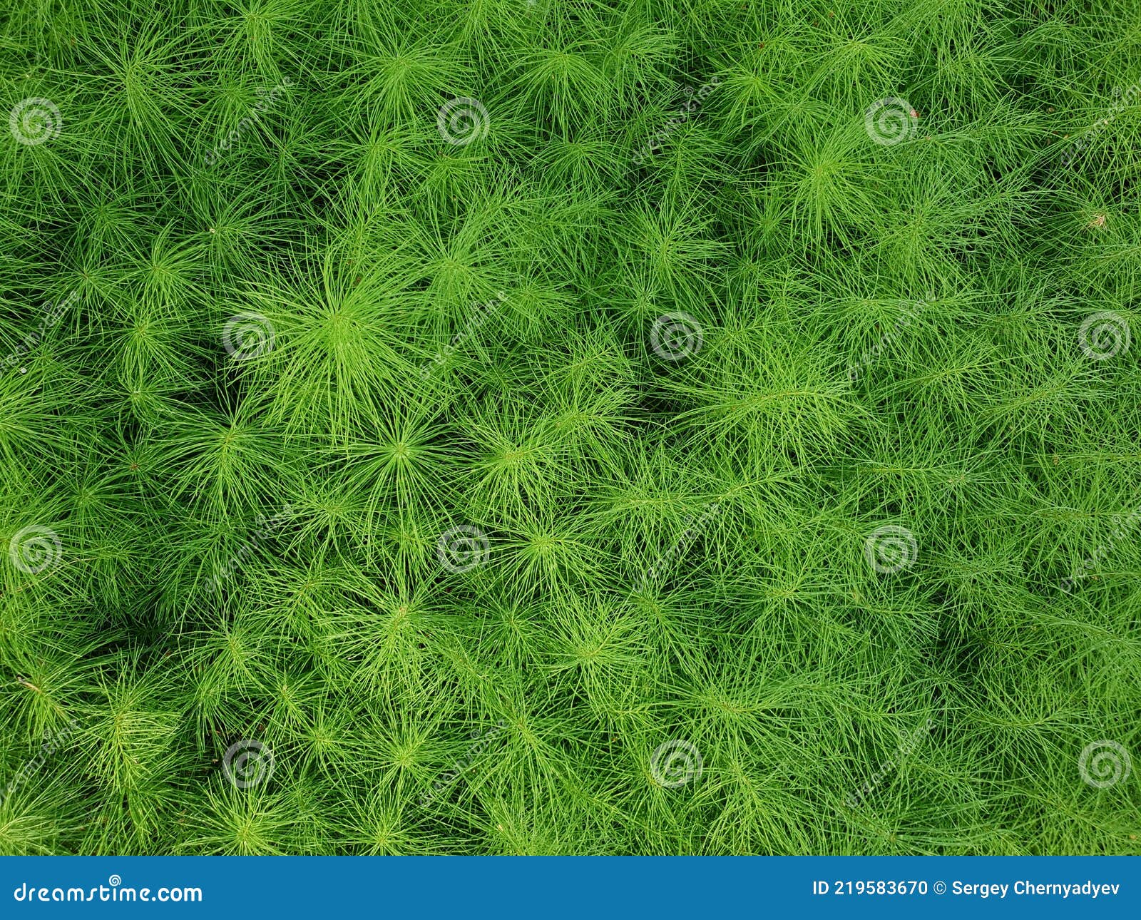 Background Green Grass Like Star Galaxy Stock Photo - Image of tree ...